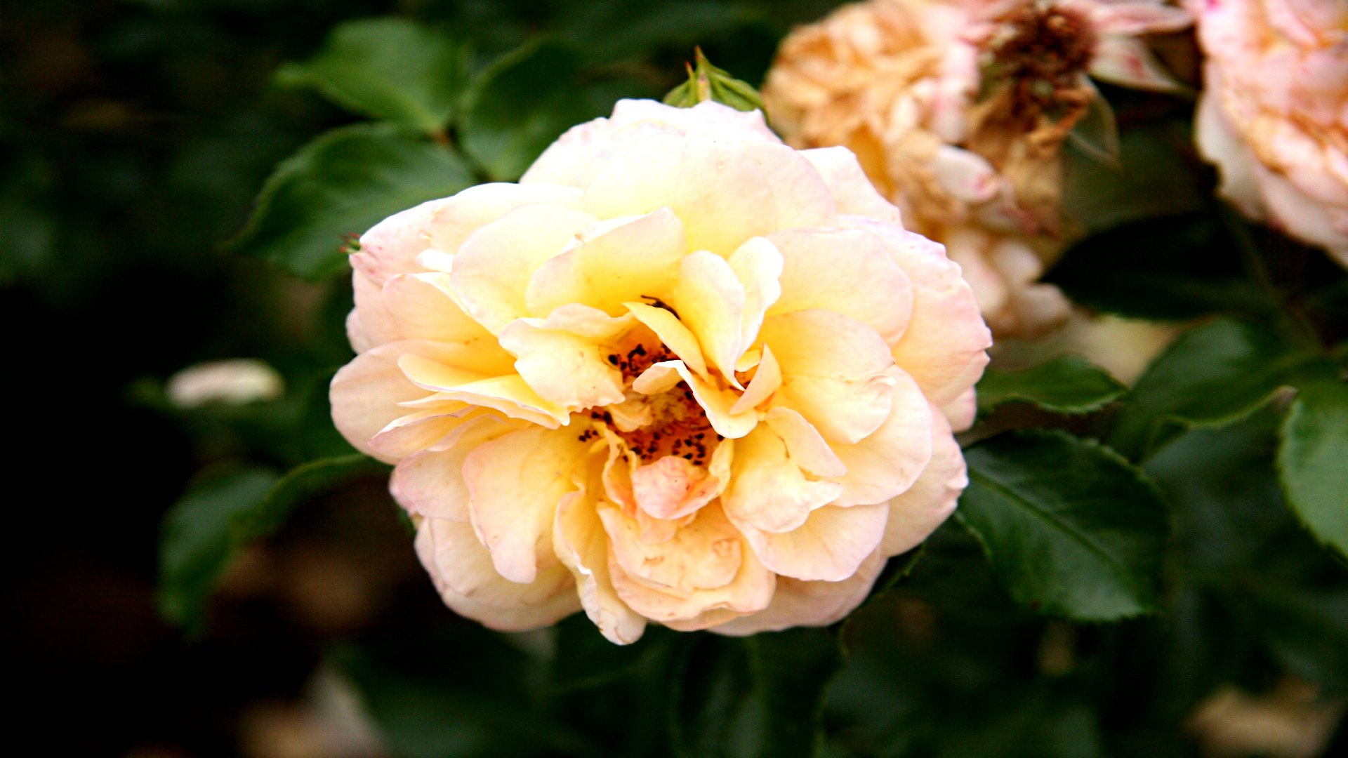 Nature Rose HD Wallpaper