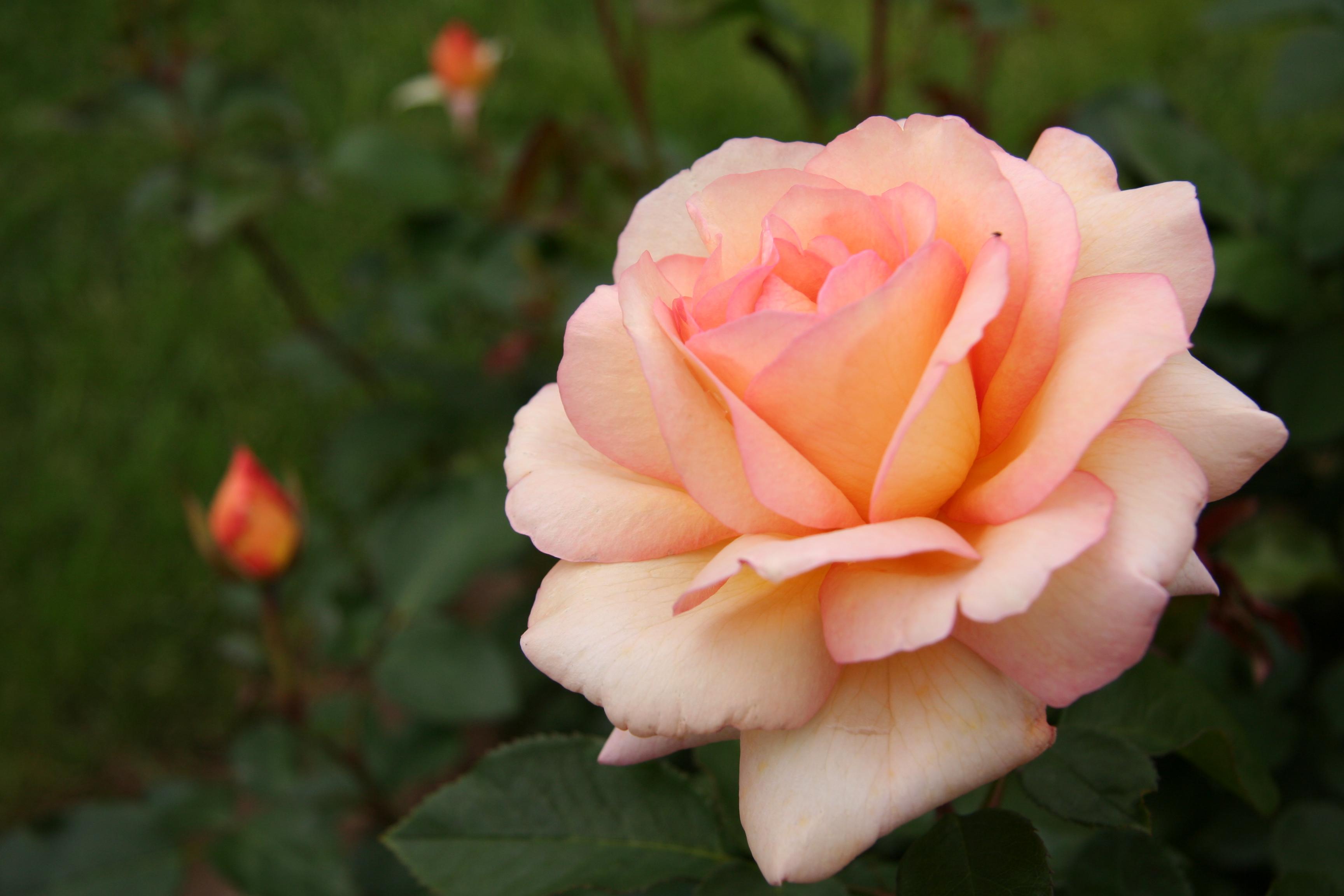 Download Nature Rose HD Wallpaper