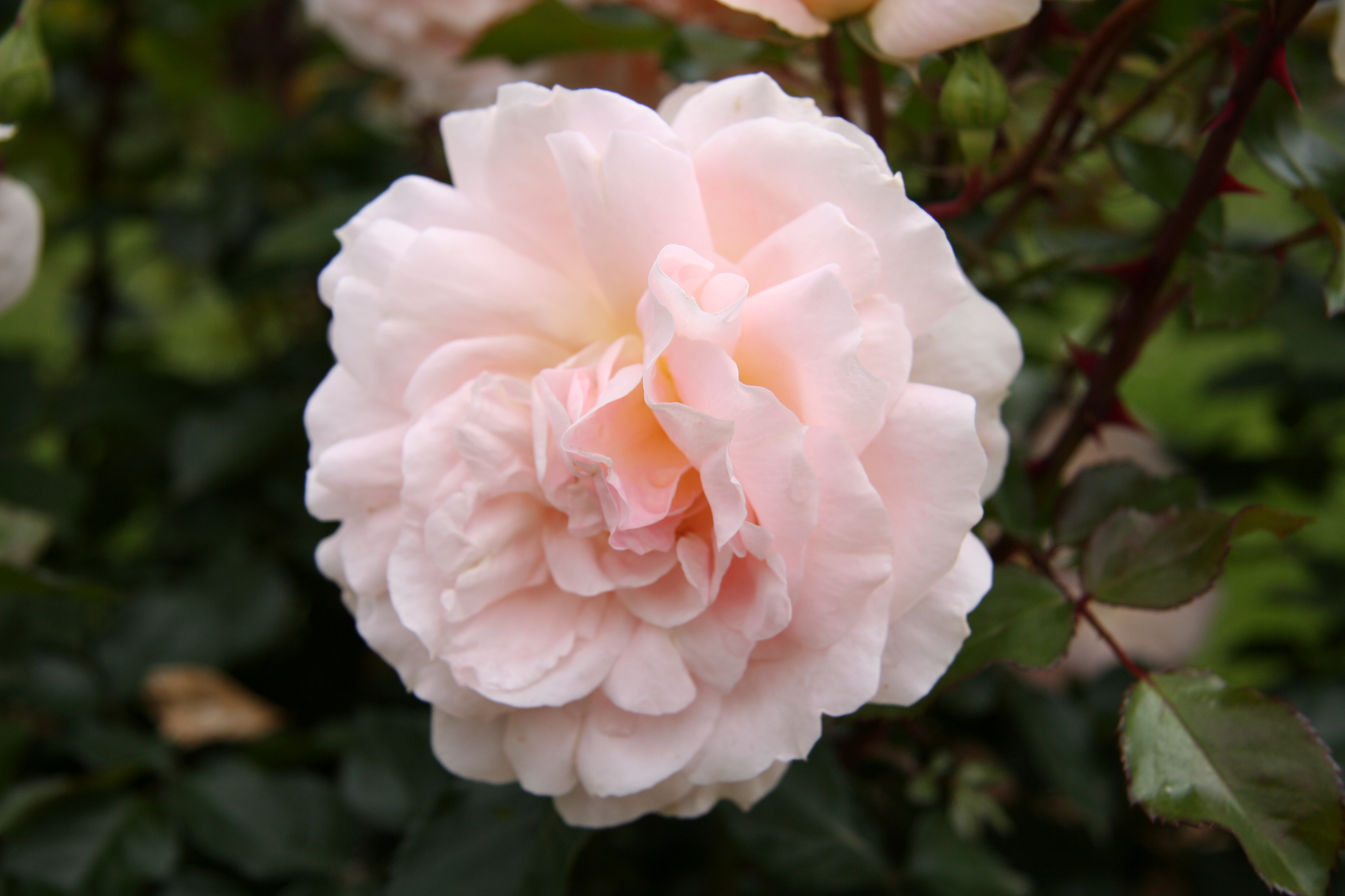 Nature Rose HD Wallpaper