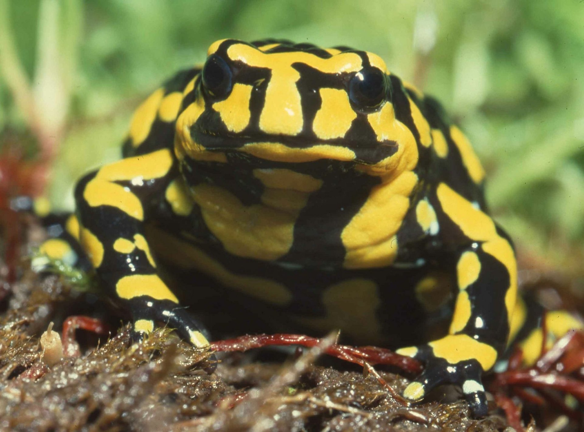 Vibrant Yellow-Black Frog HD Wallpaper