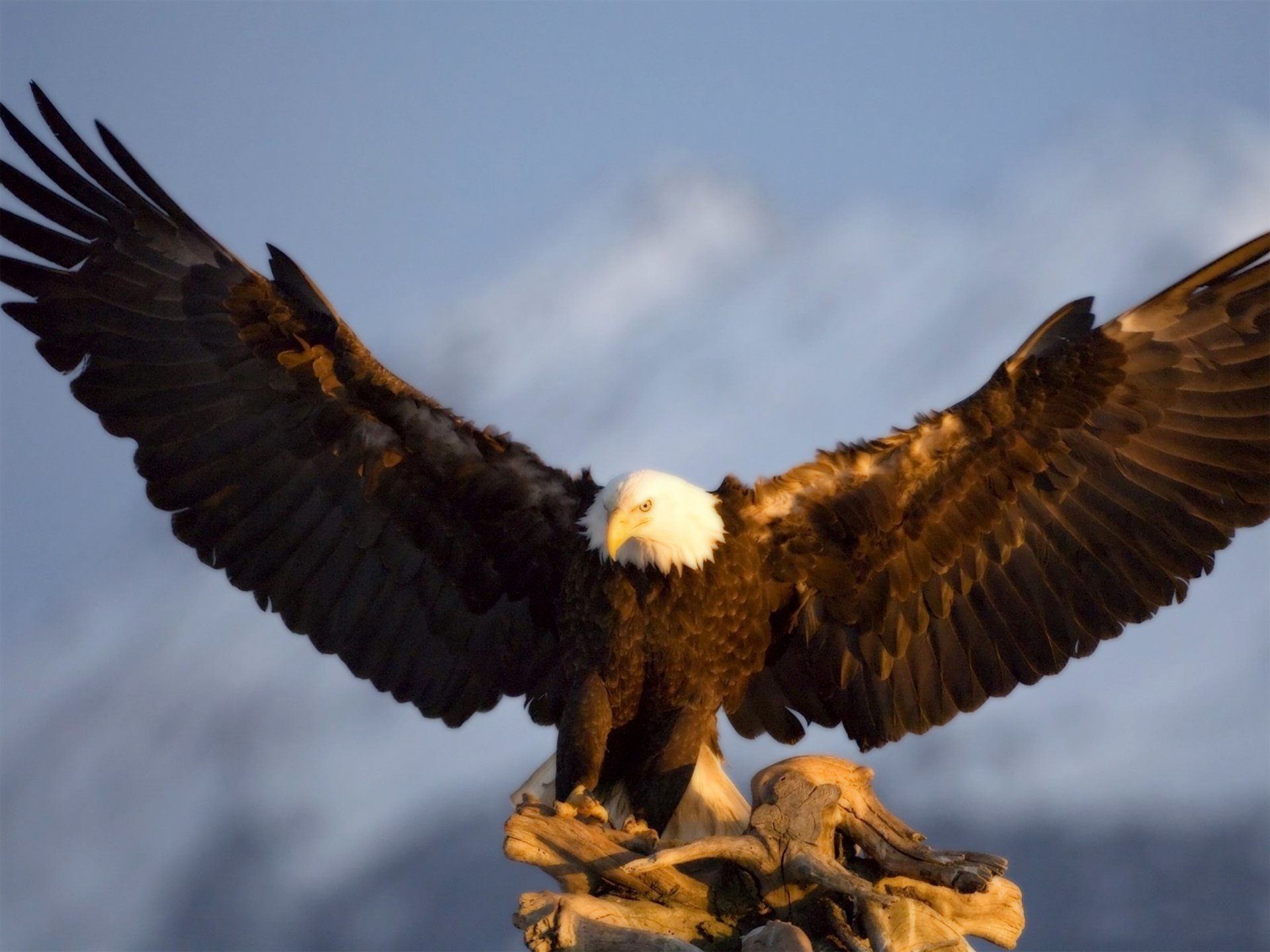 Download Eagle Animal Bald Eagle HD Wallpaper