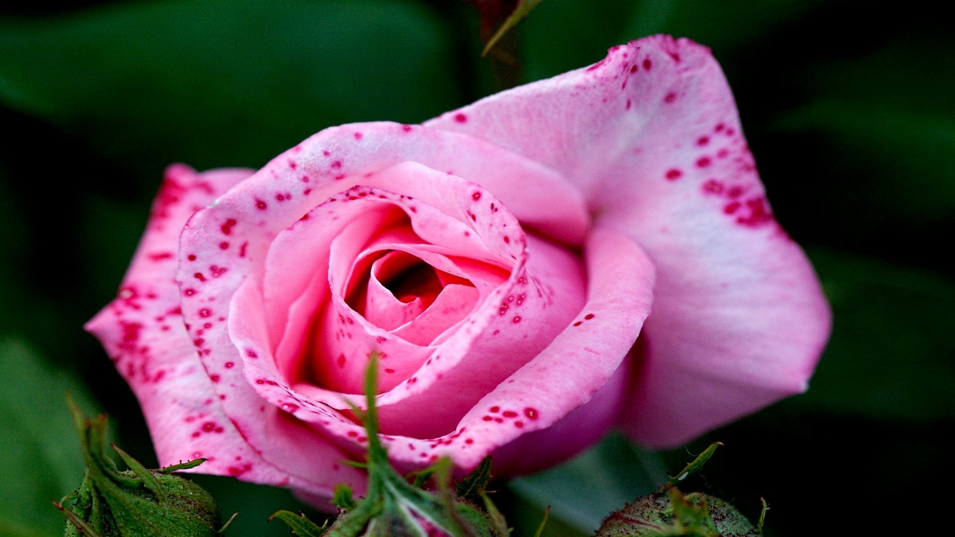Download Nature Rose HD Wallpaper | 1920x1080 | Wallpaper Abyss