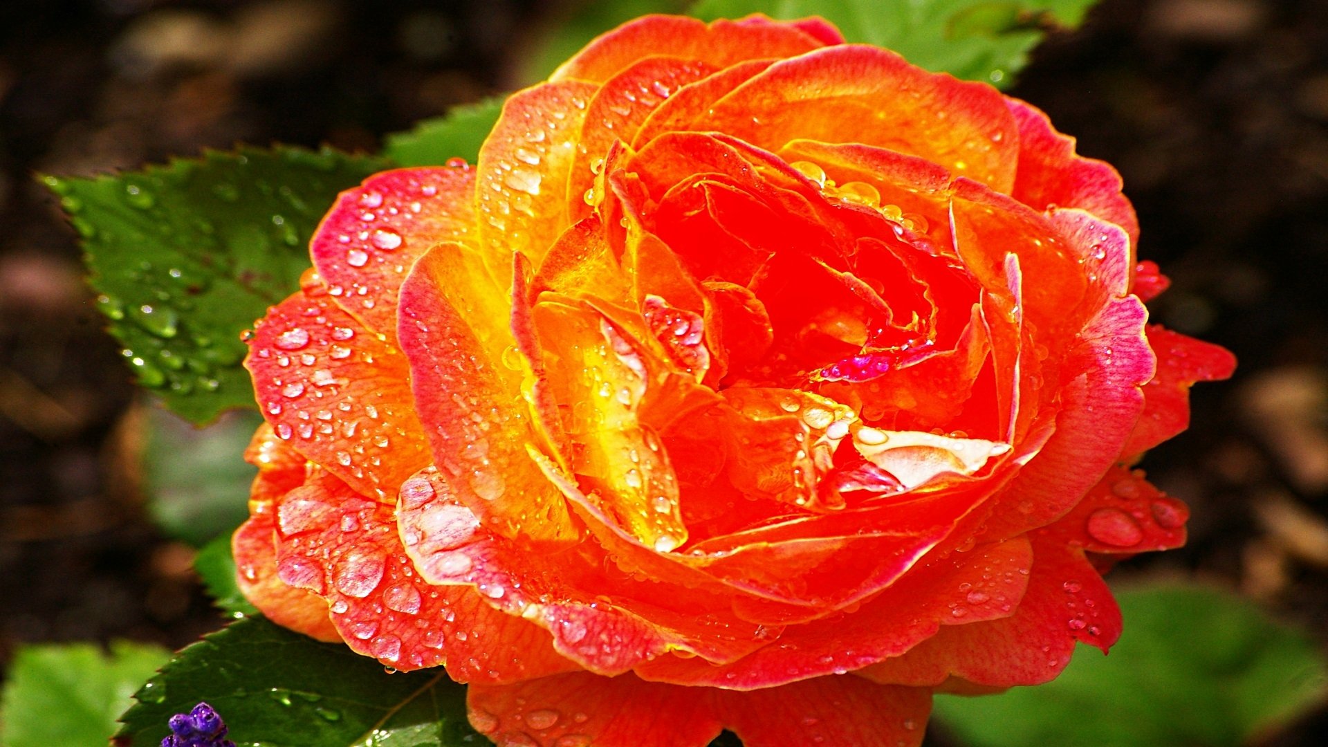 Vibrant Rose in Nature - Stunning HD Wallpaper