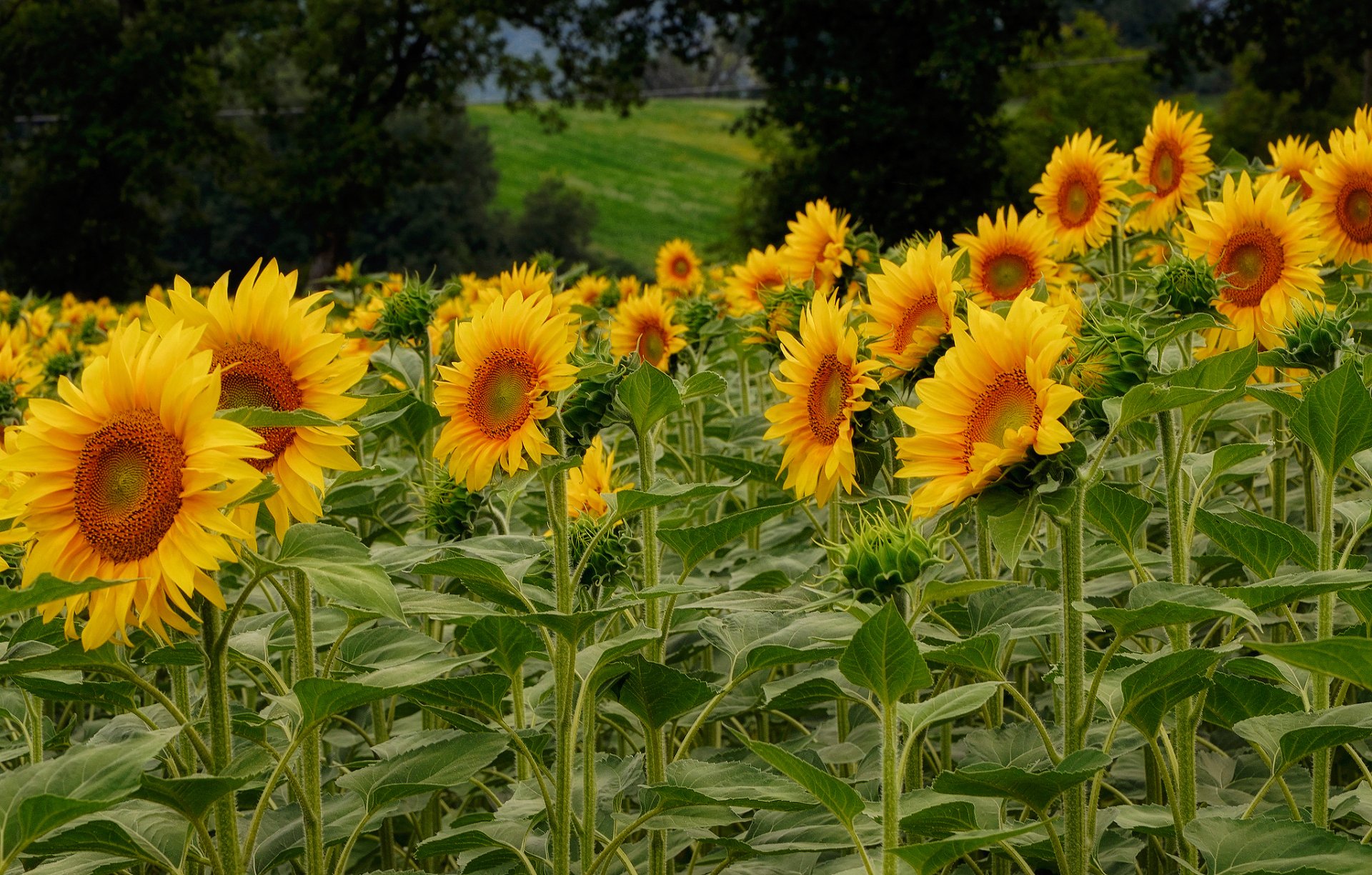 Download Nature Sunflower HD Wallpaper