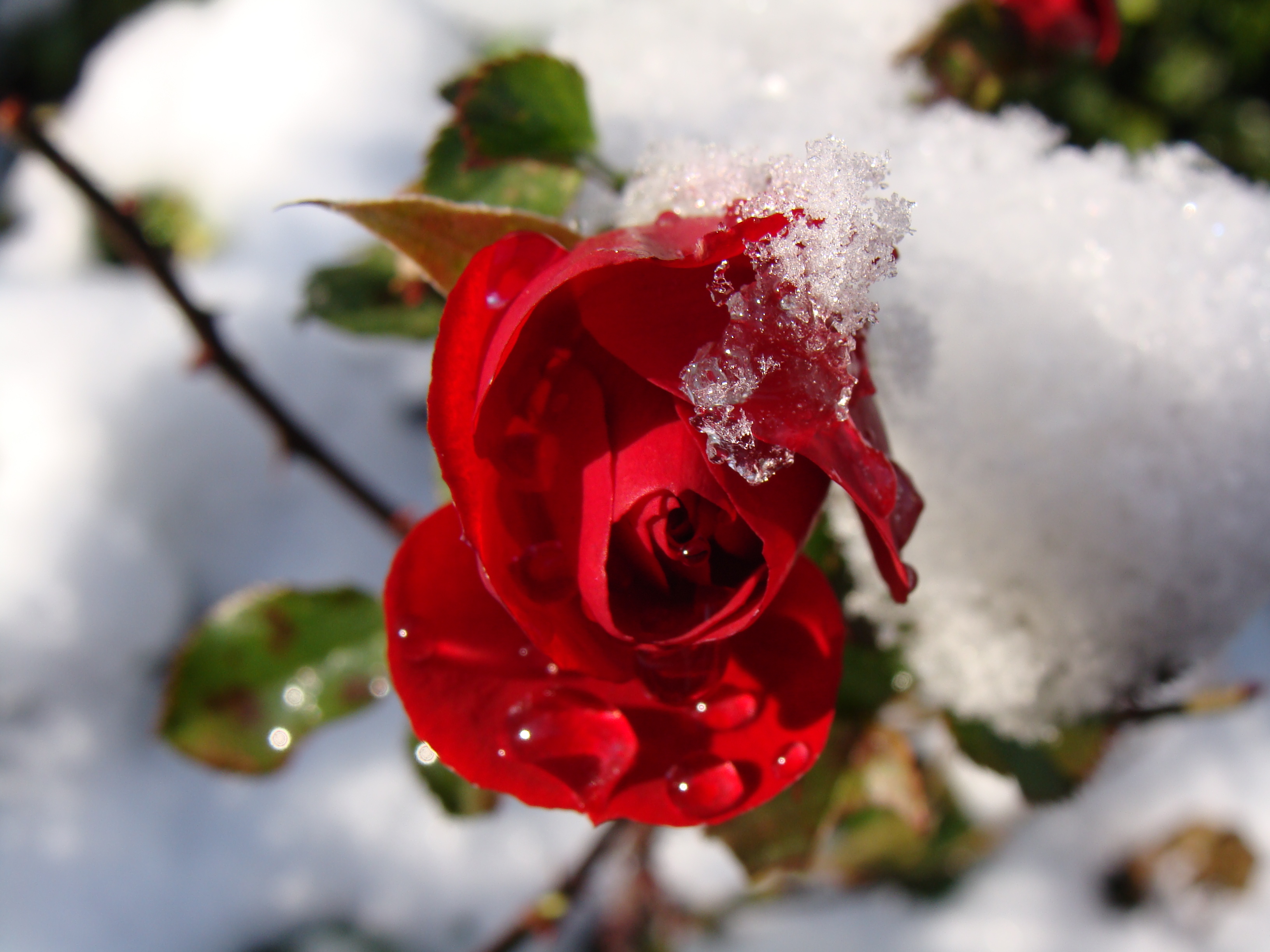 Download Nature Rose HD Wallpaper