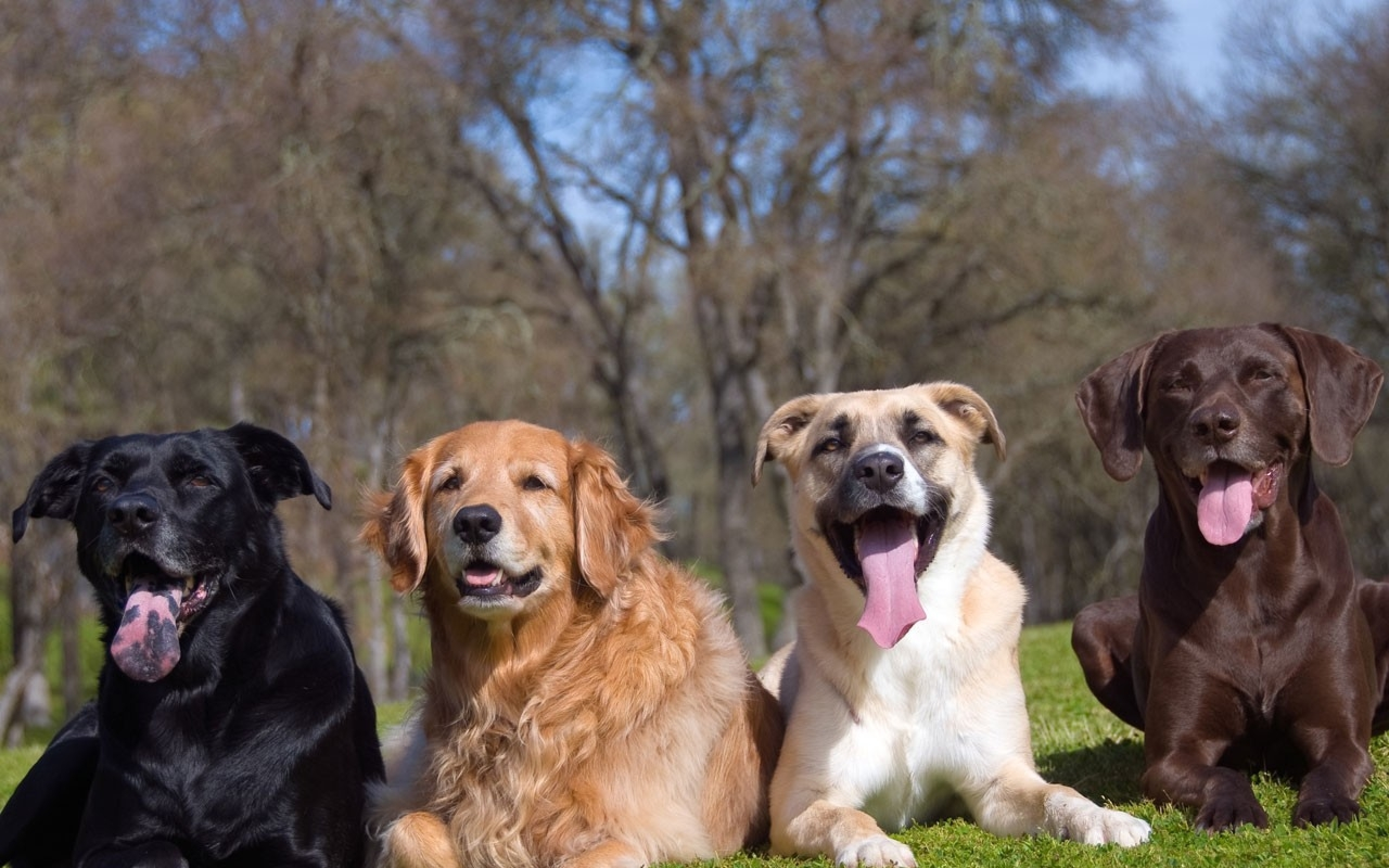 Vibrant HD Dogs: Four Playful Pals in Nature’s Embrace