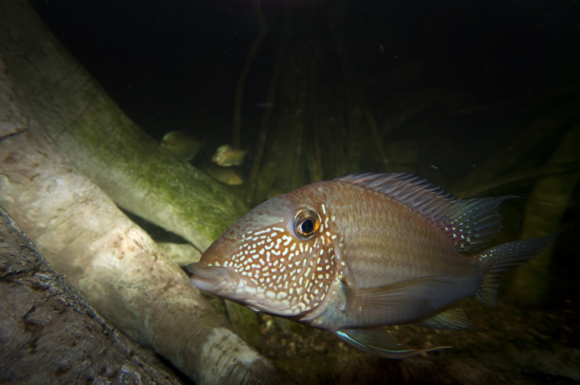 Download Animal Fish 4k Ultra HD Wallpaper