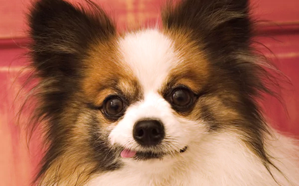 Adorable Papillon Puppy HD Wallpaper
