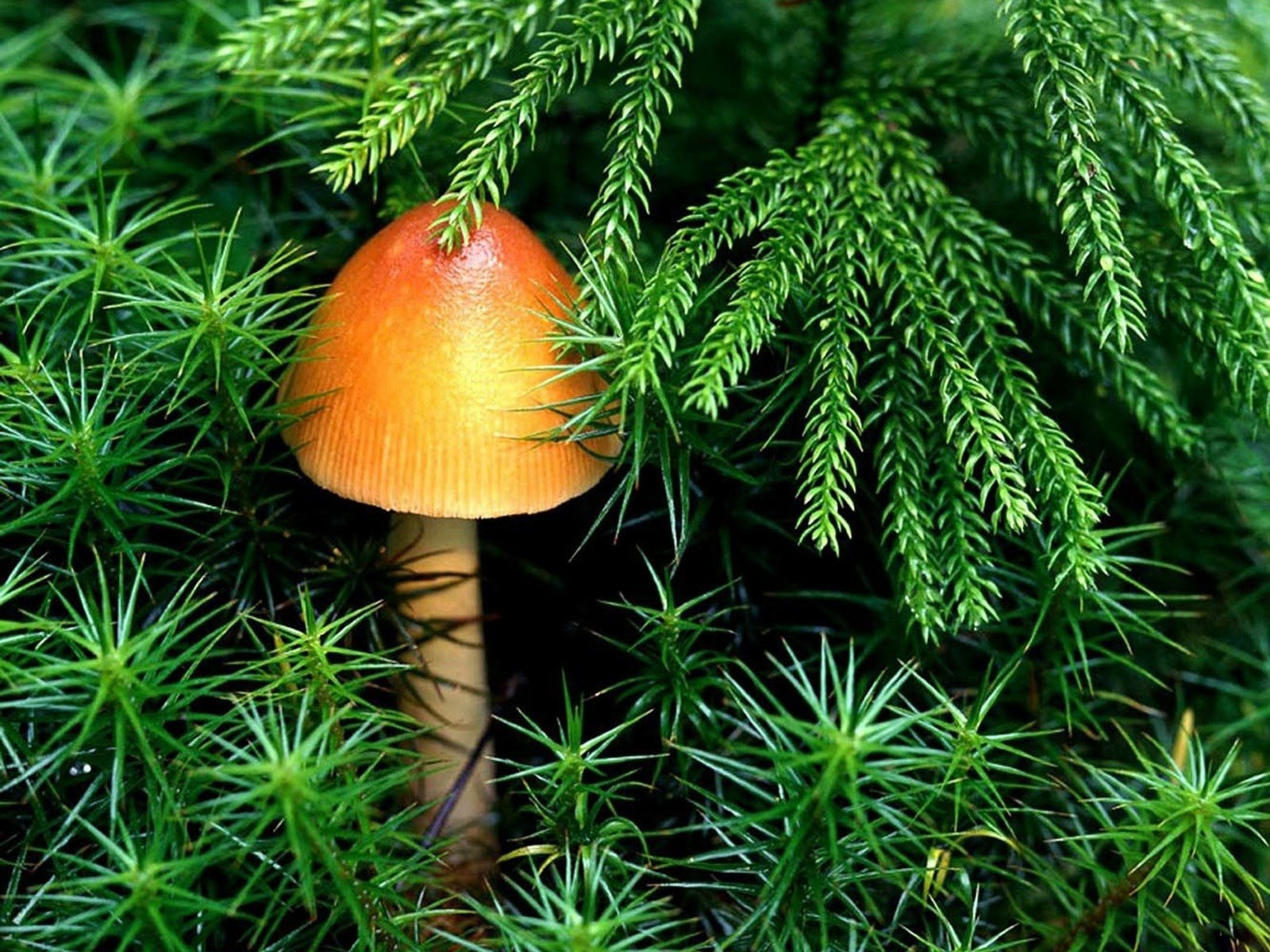 Vibrant Mushroom in Lush Forest HD Wallpaper