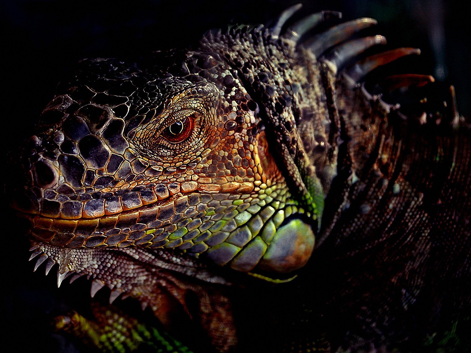 Iguana Majesty: Stunning HD Animal Wallpaper
