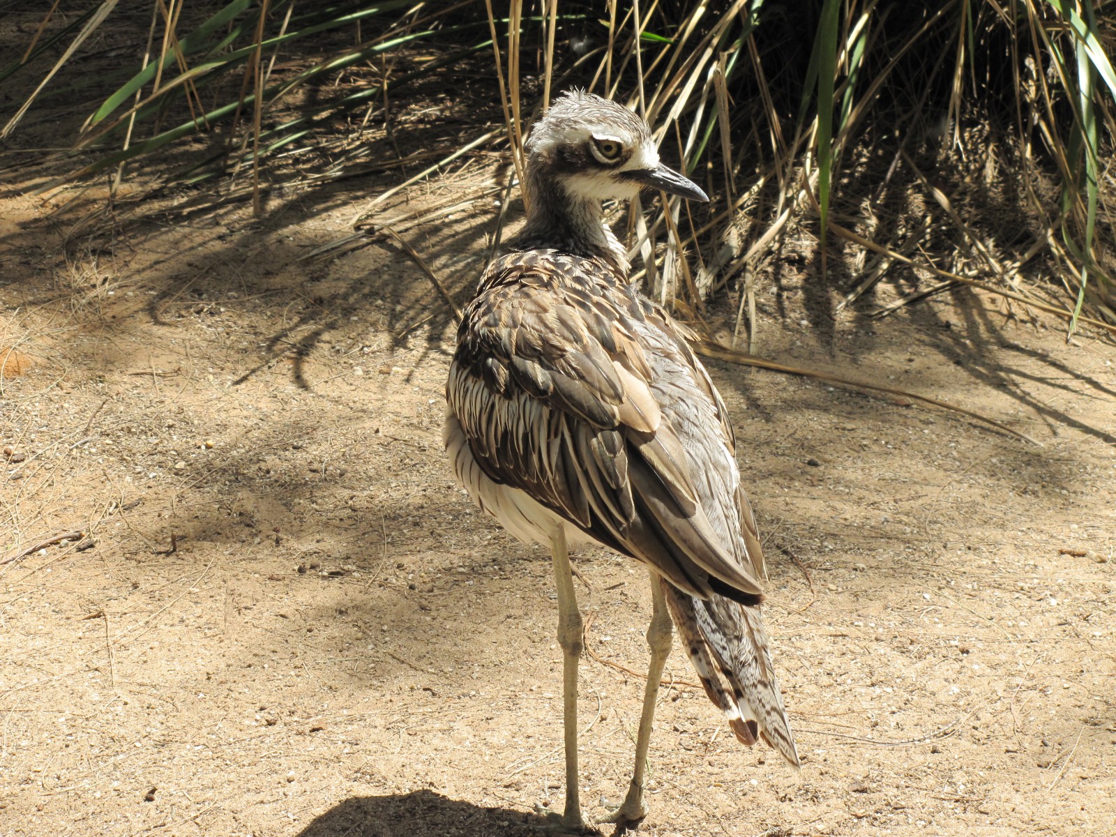 Bush stone-curlew HD Wallpaper