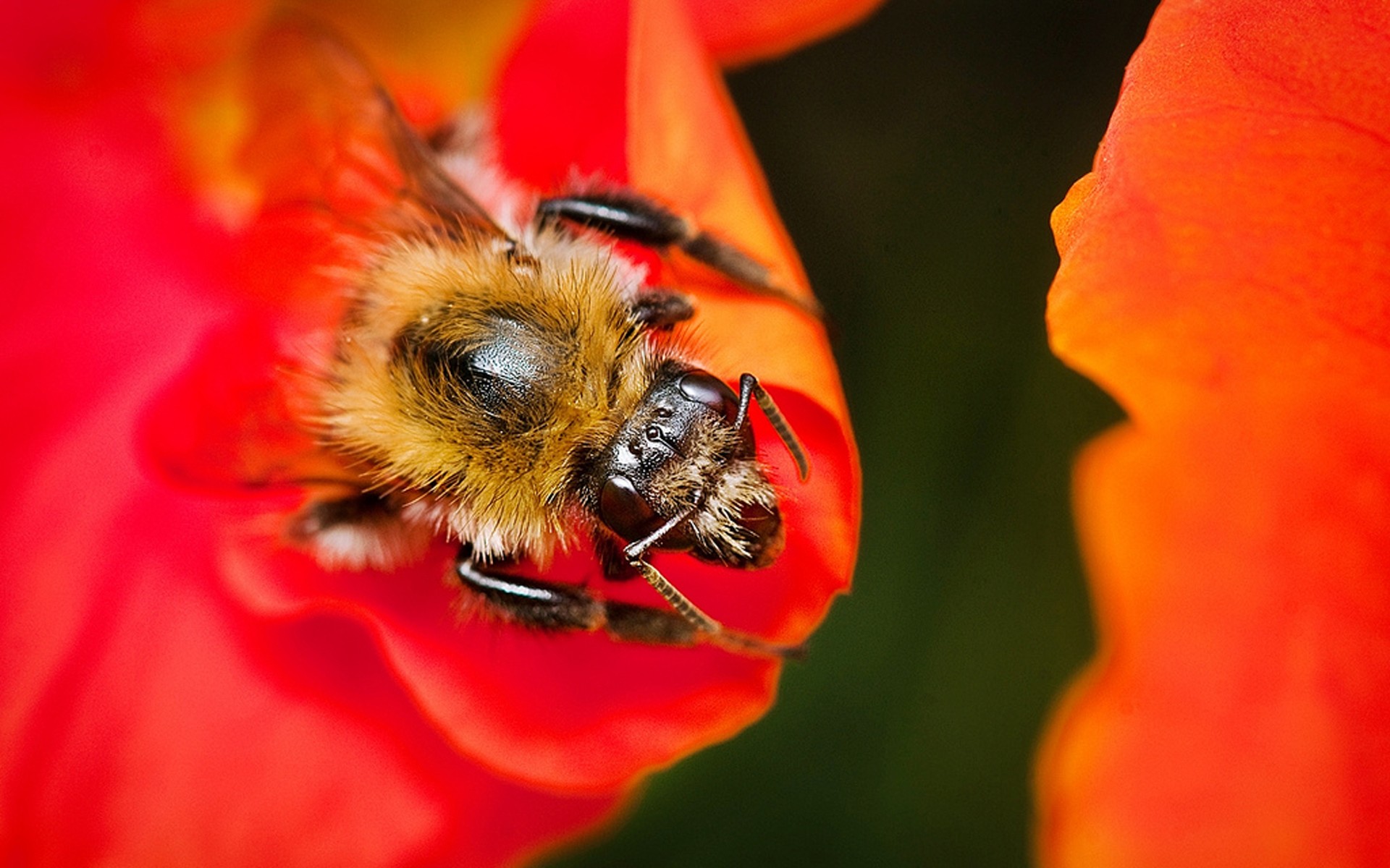 Download Animal Bee HD Wallpaper