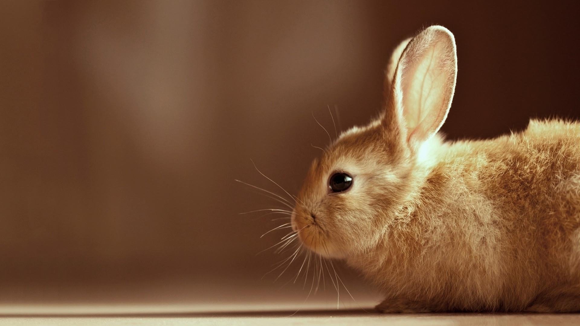 Download Animal Rabbit HD Wallpaper