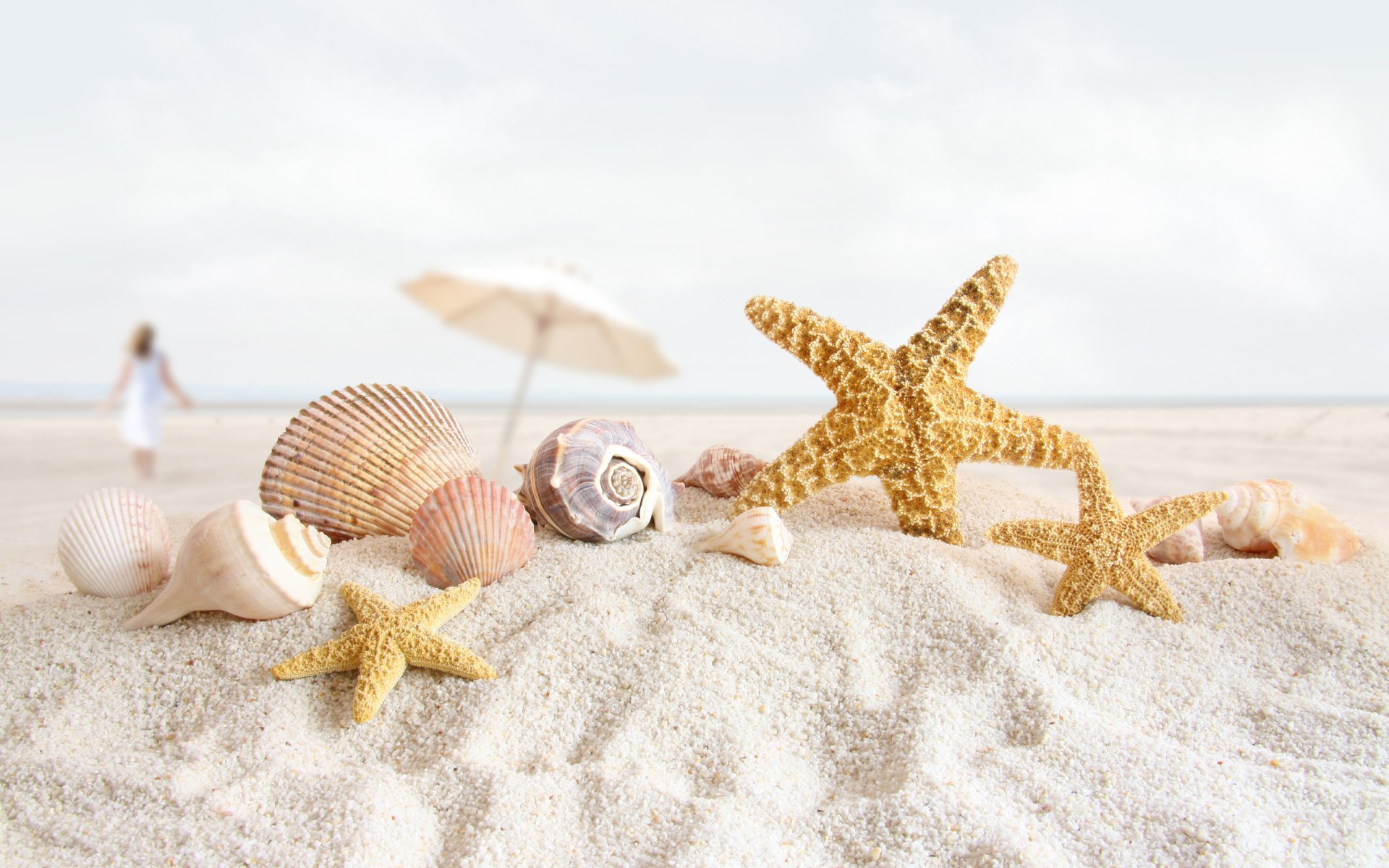 Download Sand Starfish Shell Summer Photography Holiday HD Wallpaper