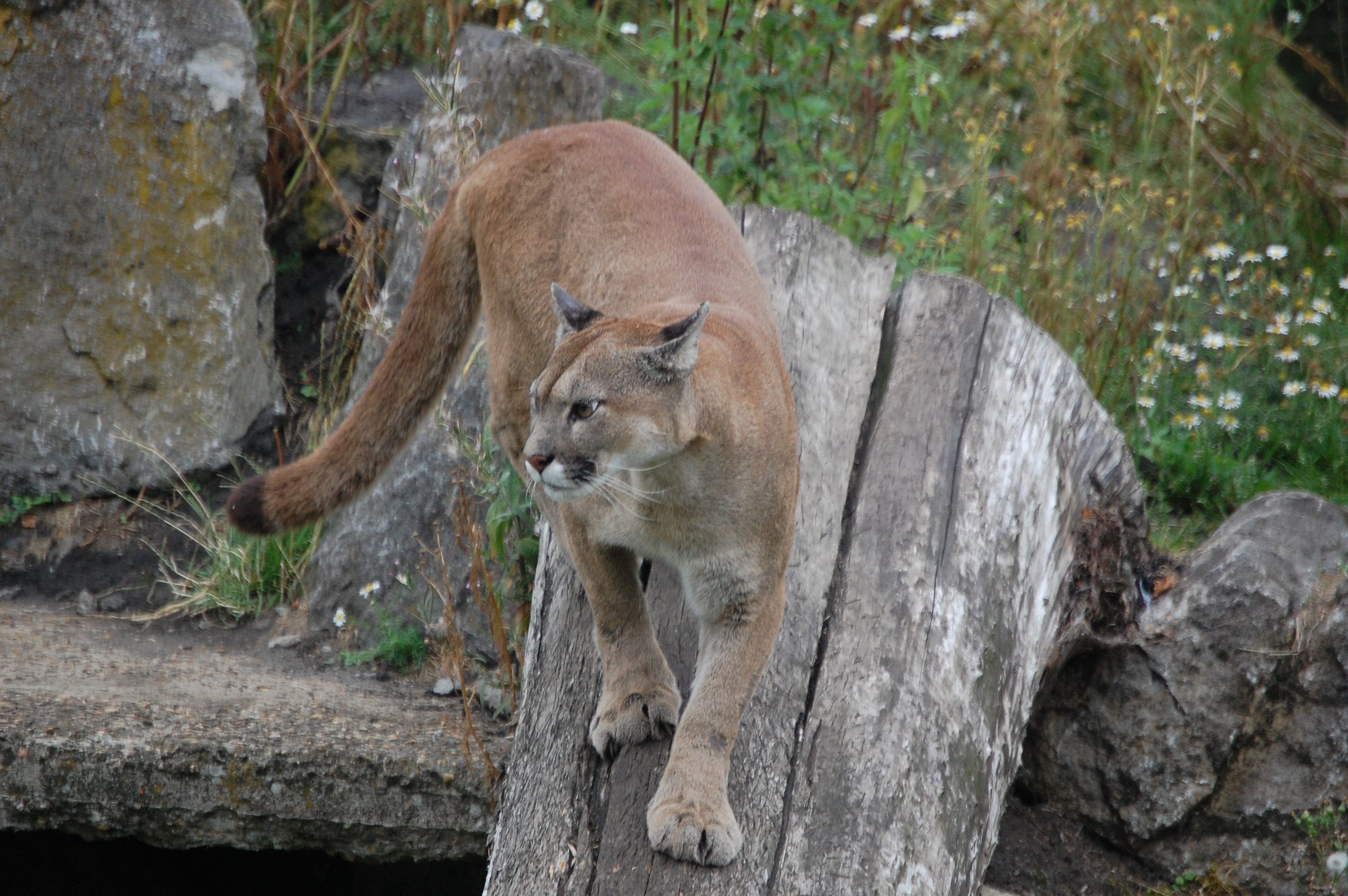 Download Animal Cougar HD Wallpaper by HfromMol