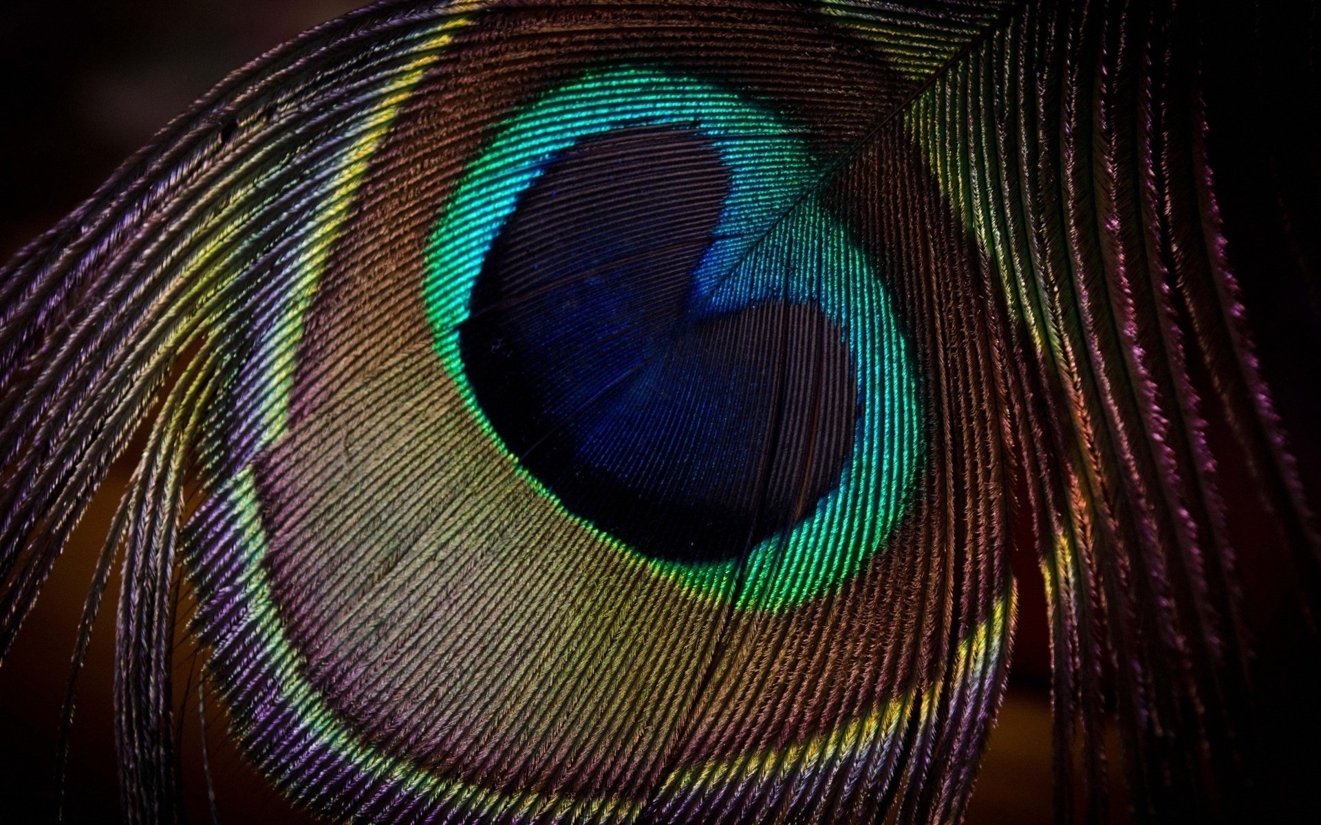 Download Photography Feather HD Wallpaper