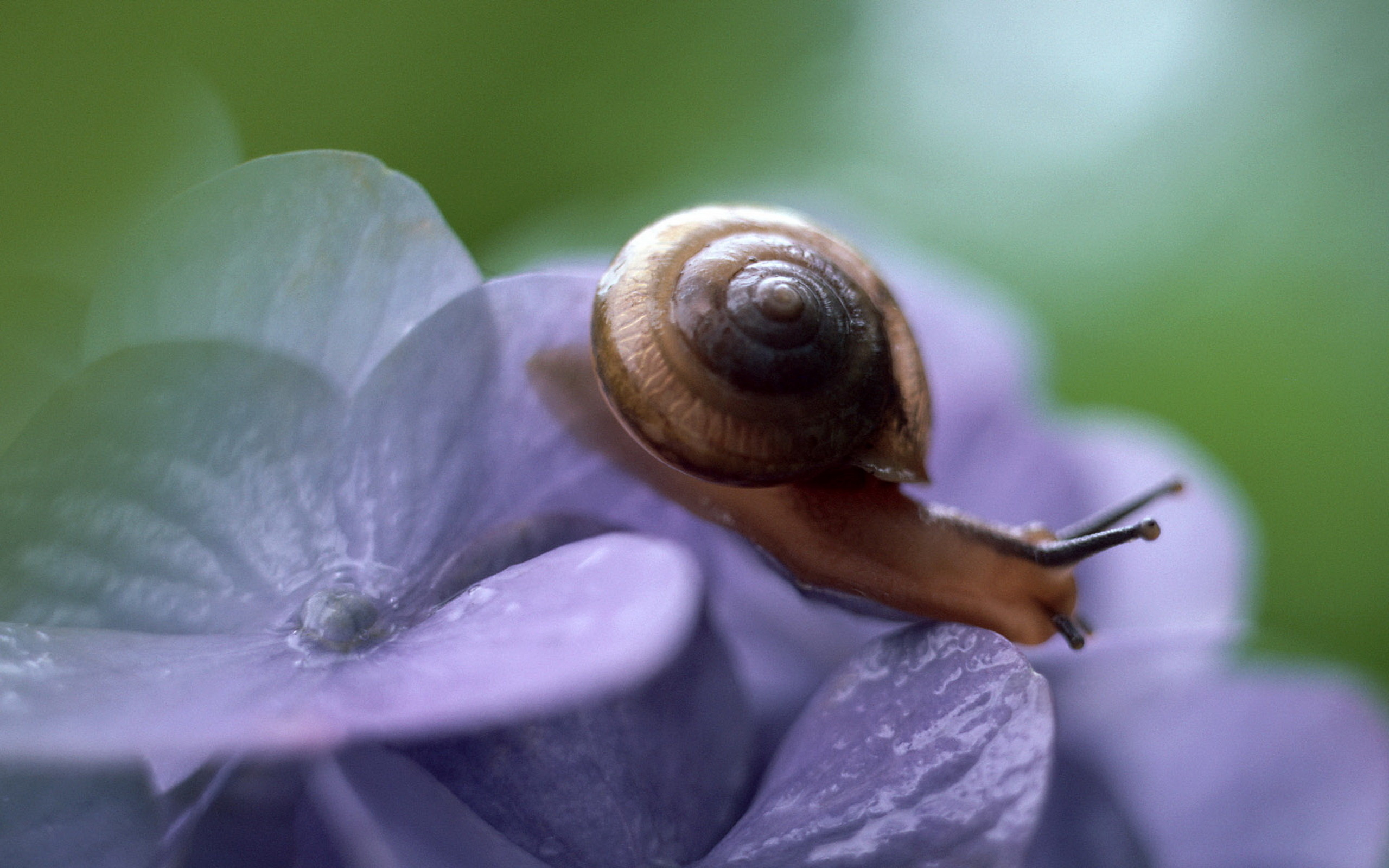 Majestic Snail on Bloom: HD Nature Close-Up Wallpaper