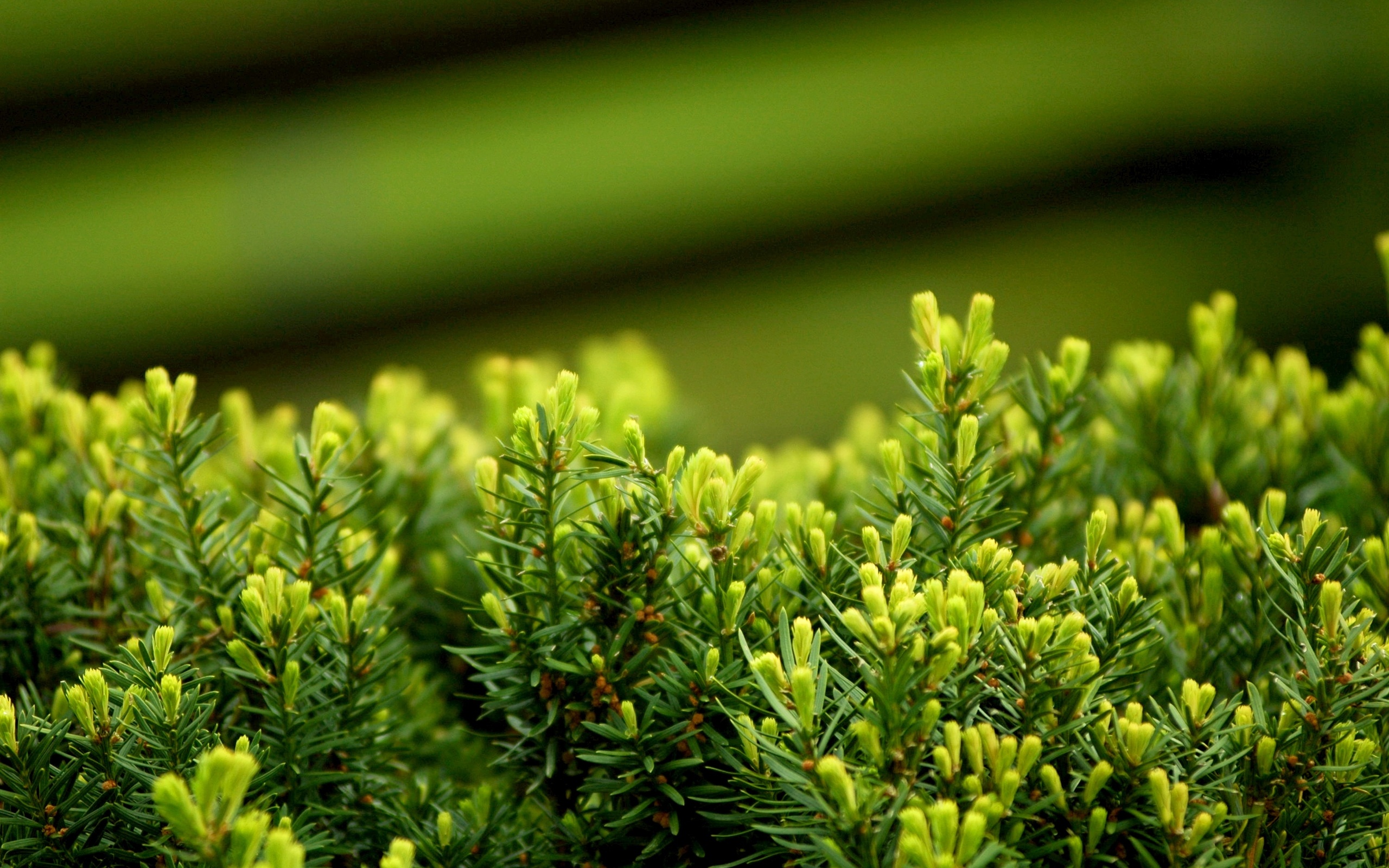 Download Nature Plant HD Wallpaper