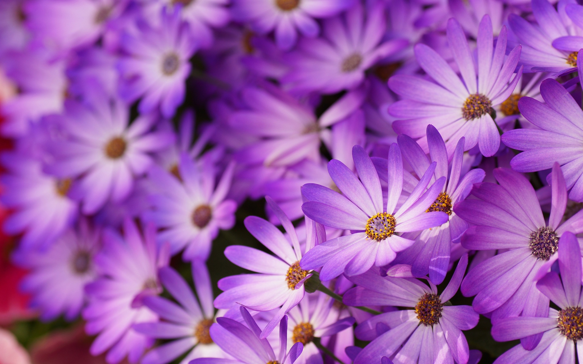 Radiant Daisy Bloom: Stunning Nature HD Wallpaper