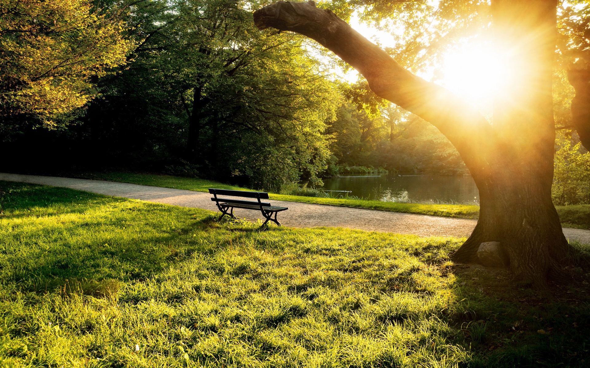 Sunlit Serenity: Man-Made Bench in Nature’s Embrace – HD Wallpaper