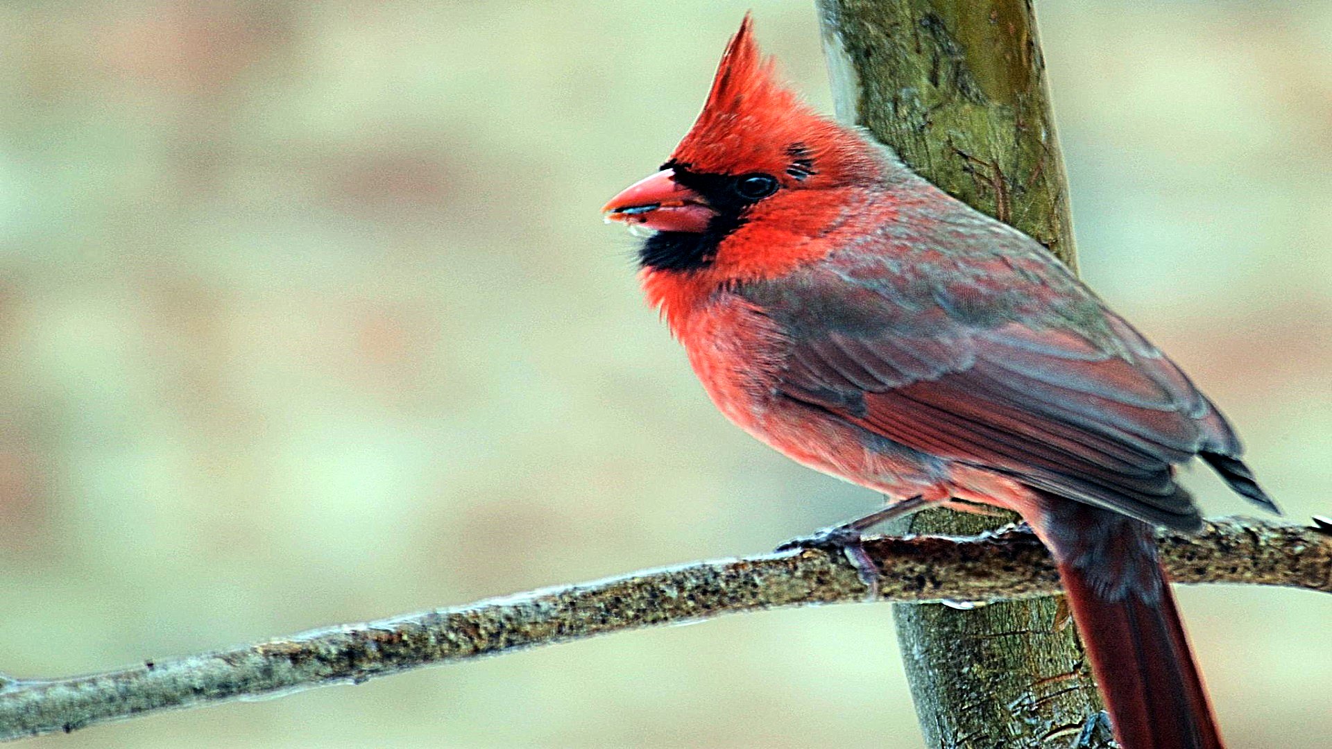 Cardinal HD Wallpaper | Background Image | 1920x1080