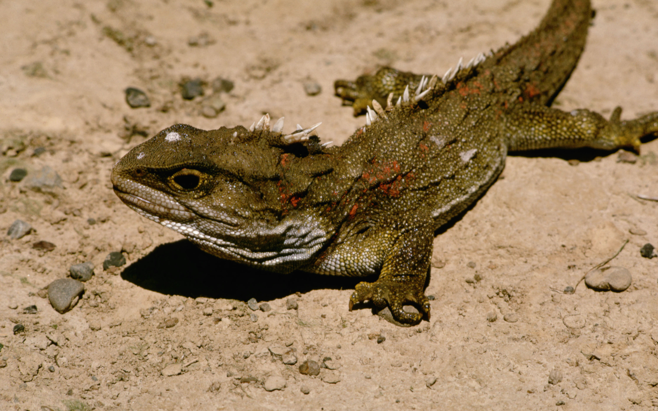 Download Animal Lizard HD Wallpaper