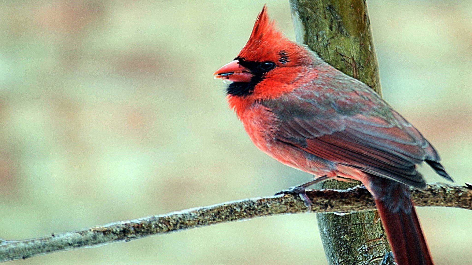 Download Animal Cardinal HD Wallpaper