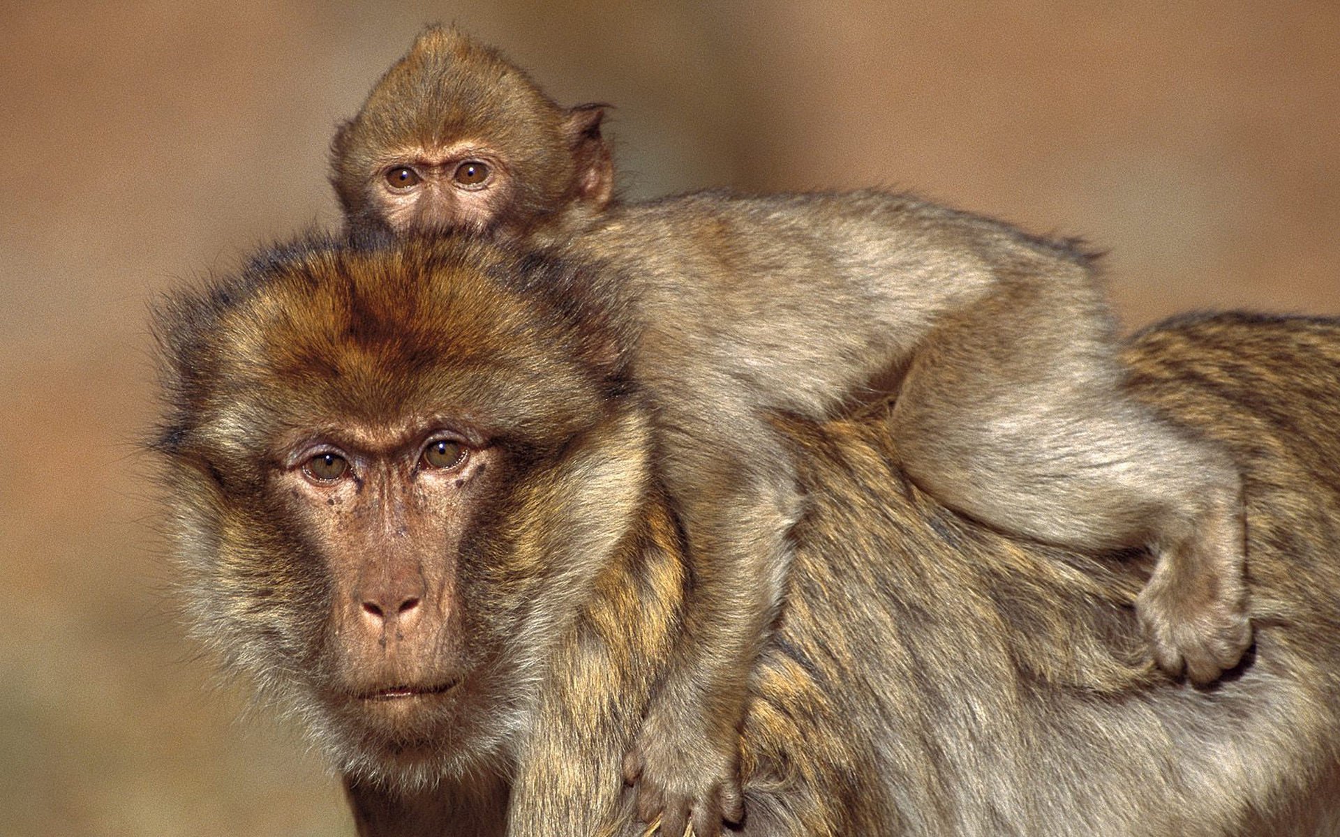 Wild Bond: HD Monkey Duo in Stunning Detail