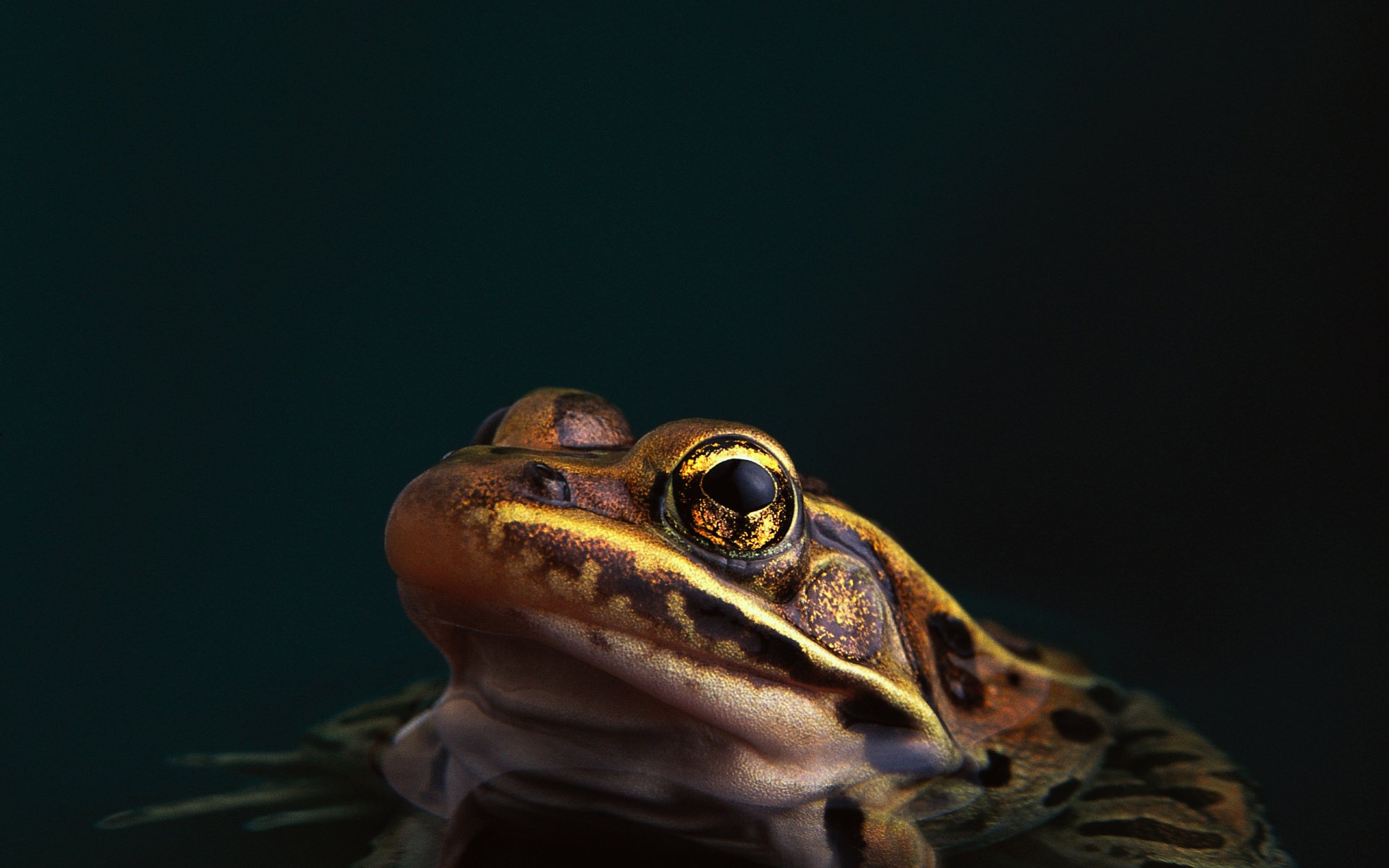 Download Animal Toad HD Wallpaper