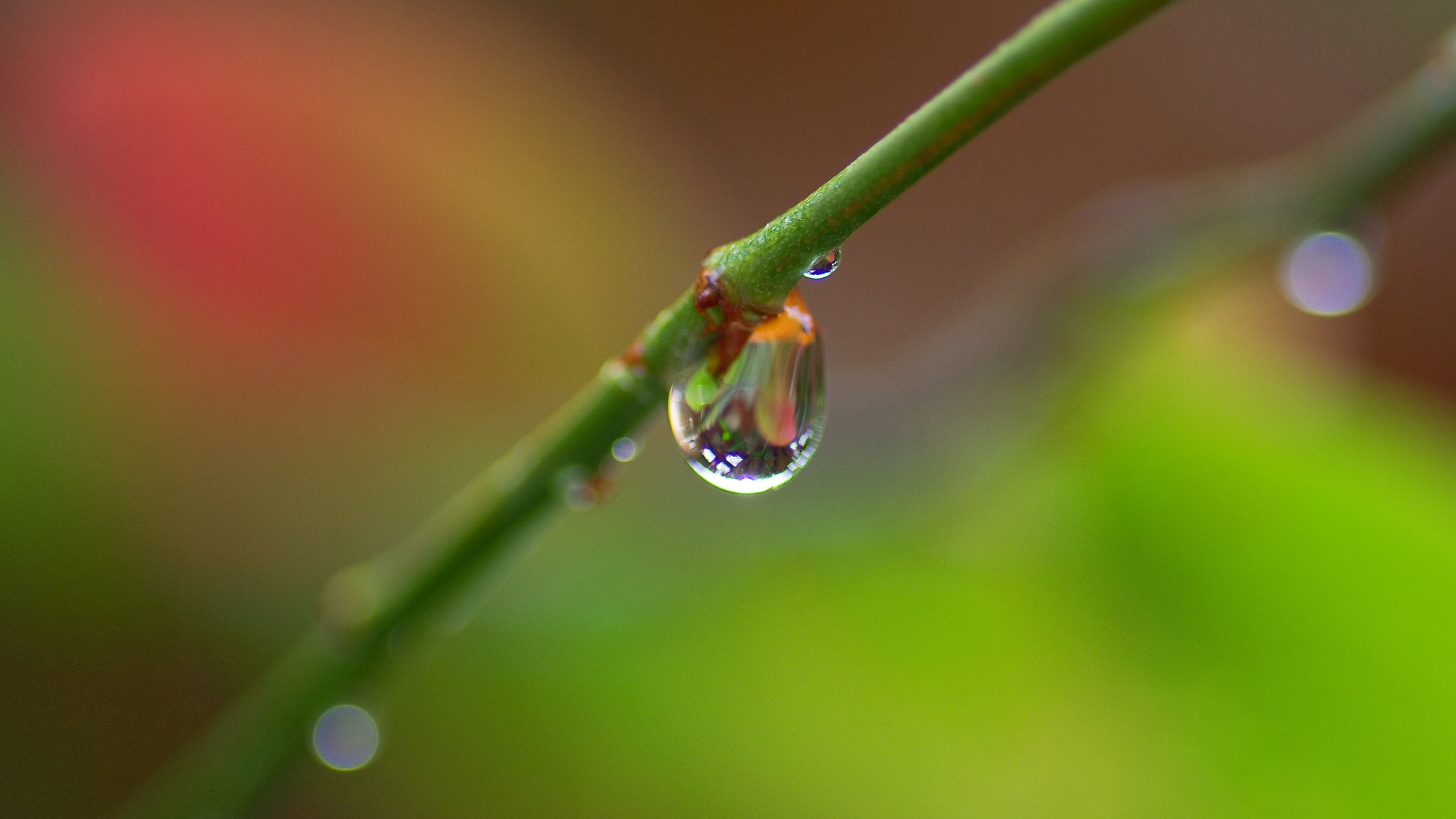 Download Nature Water Drop HD Wallpaper
