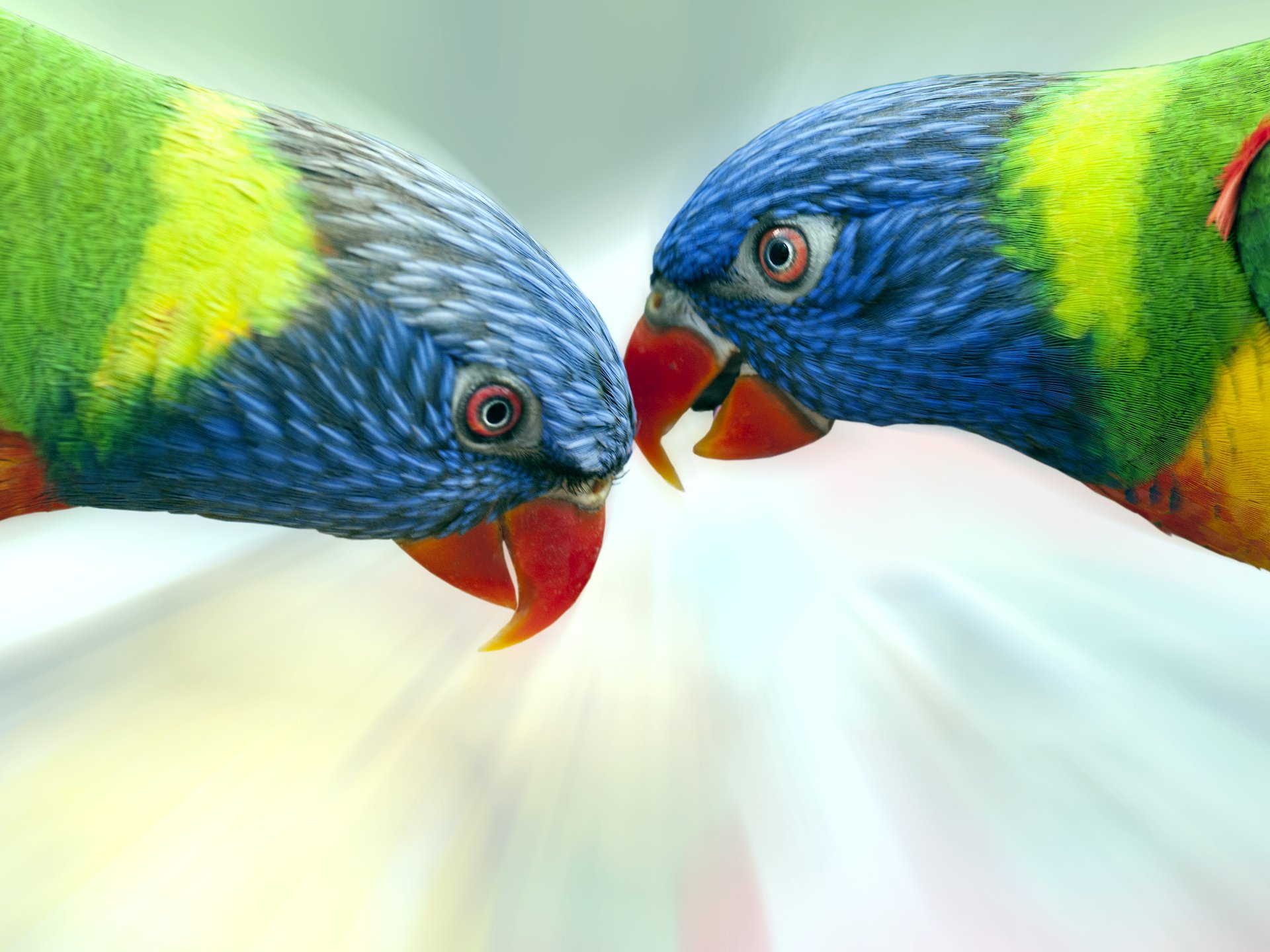 Vibrant Rainbow Lorikeets in Stunning HD Close-Up