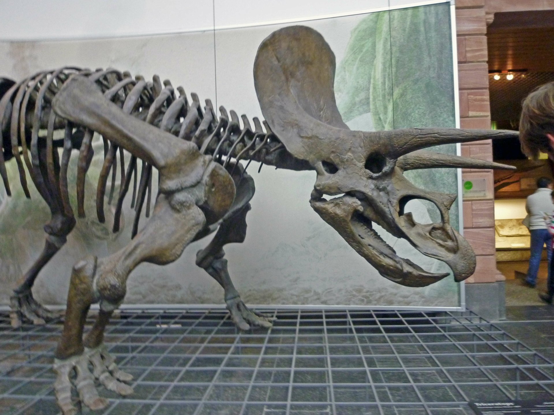 4K Ultra HD Triceratops Dinosaur Skeleton Wallpaper