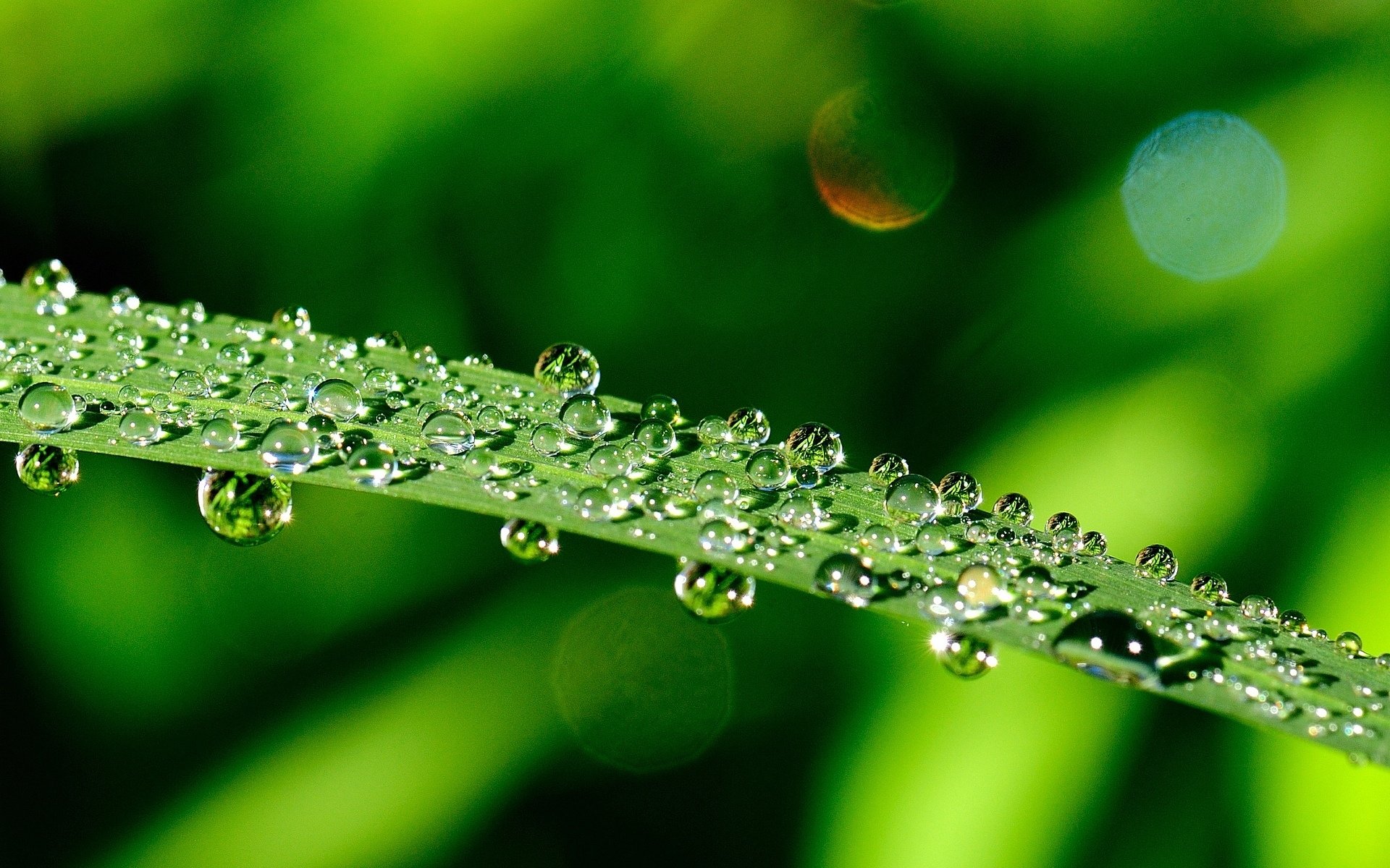 Download Nature Water Drop HD Wallpaper