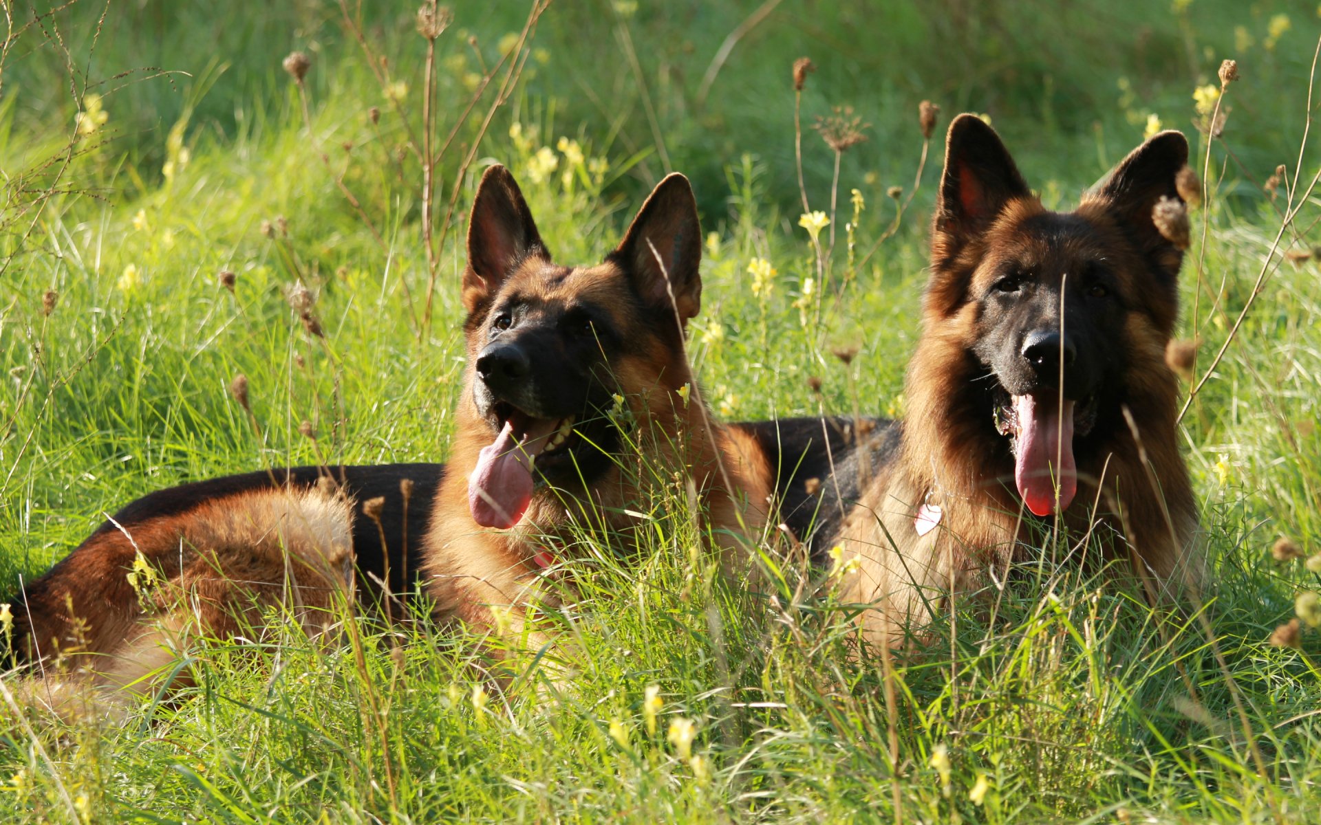 HD Wallpaper of Majestic German Shepherds Relaxing in Nature