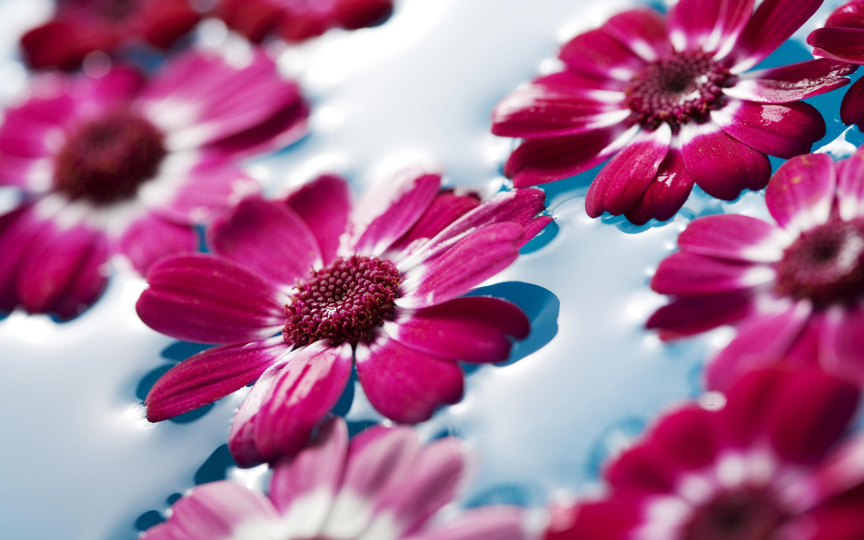 Download Nature Flower HD Wallpaper