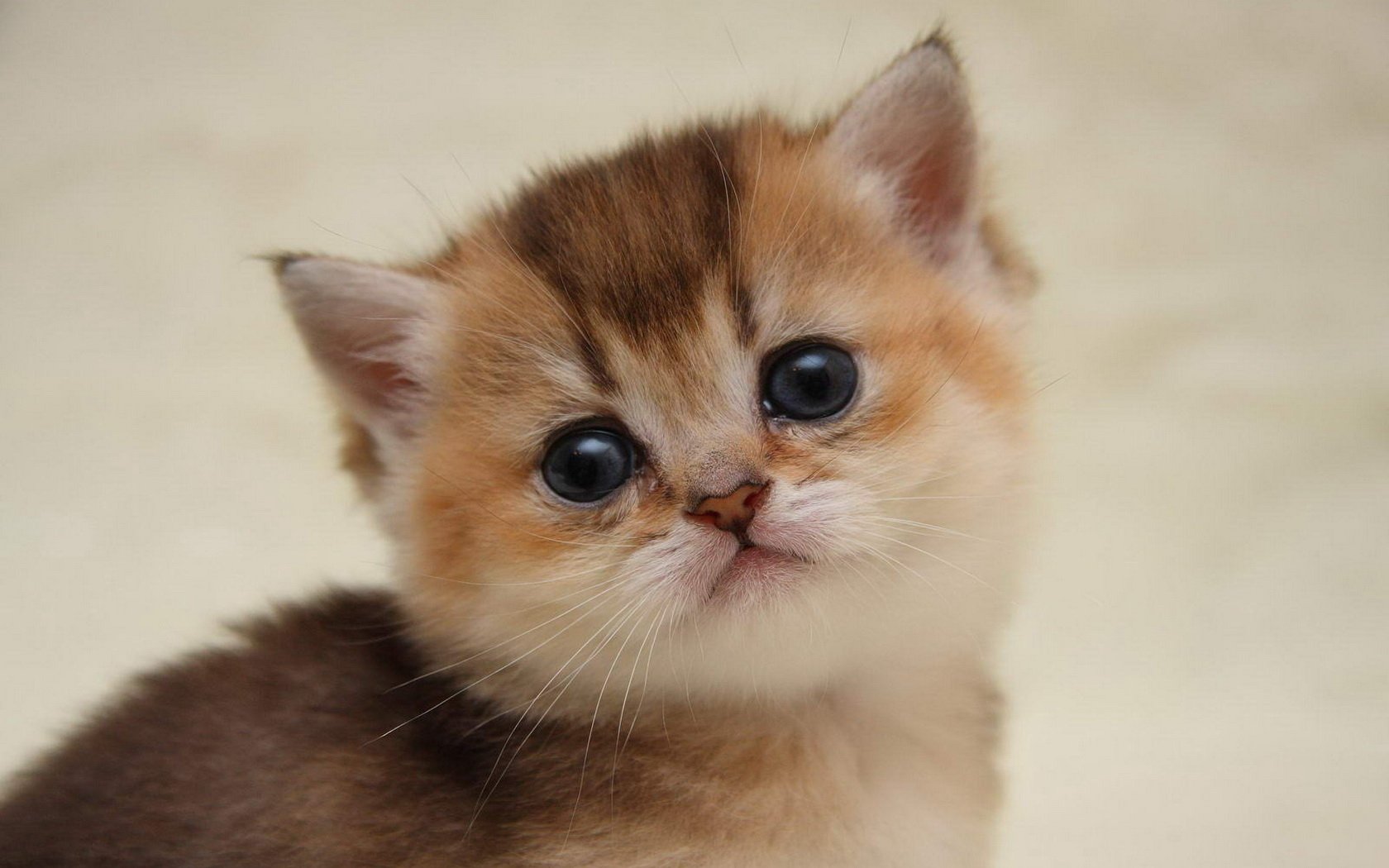 Adorable Kitten HD Wallpaper: Cute Cat Charm in Every Pixel | 1680x1050 ...