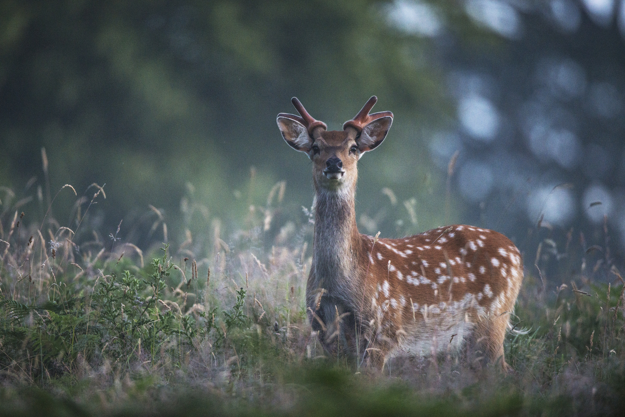 Majestic Deer in Misty Forest HD Wallpaper