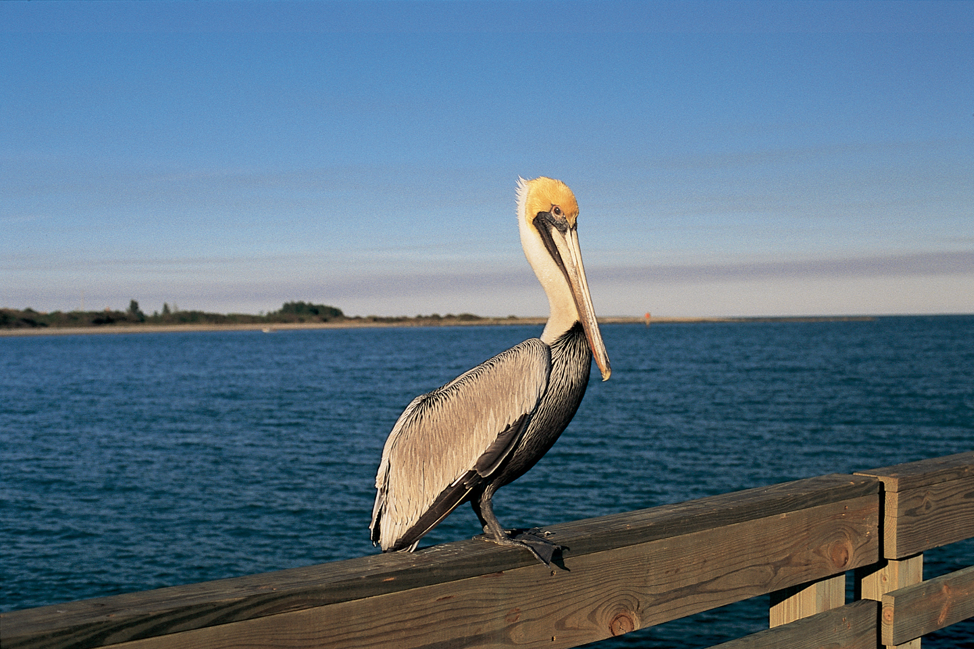 Download Bird Animal Pelican Wallpaper