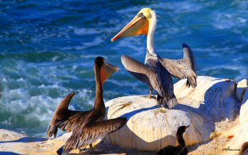 Pelican Pfp