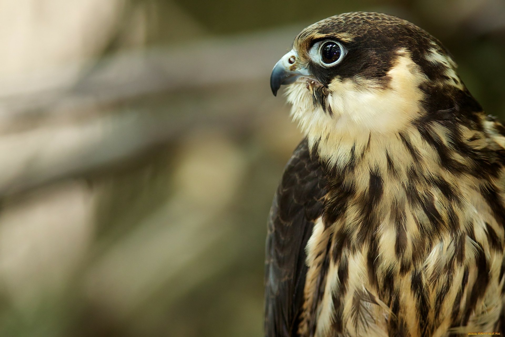 Download Animal Falcon HD Wallpaper