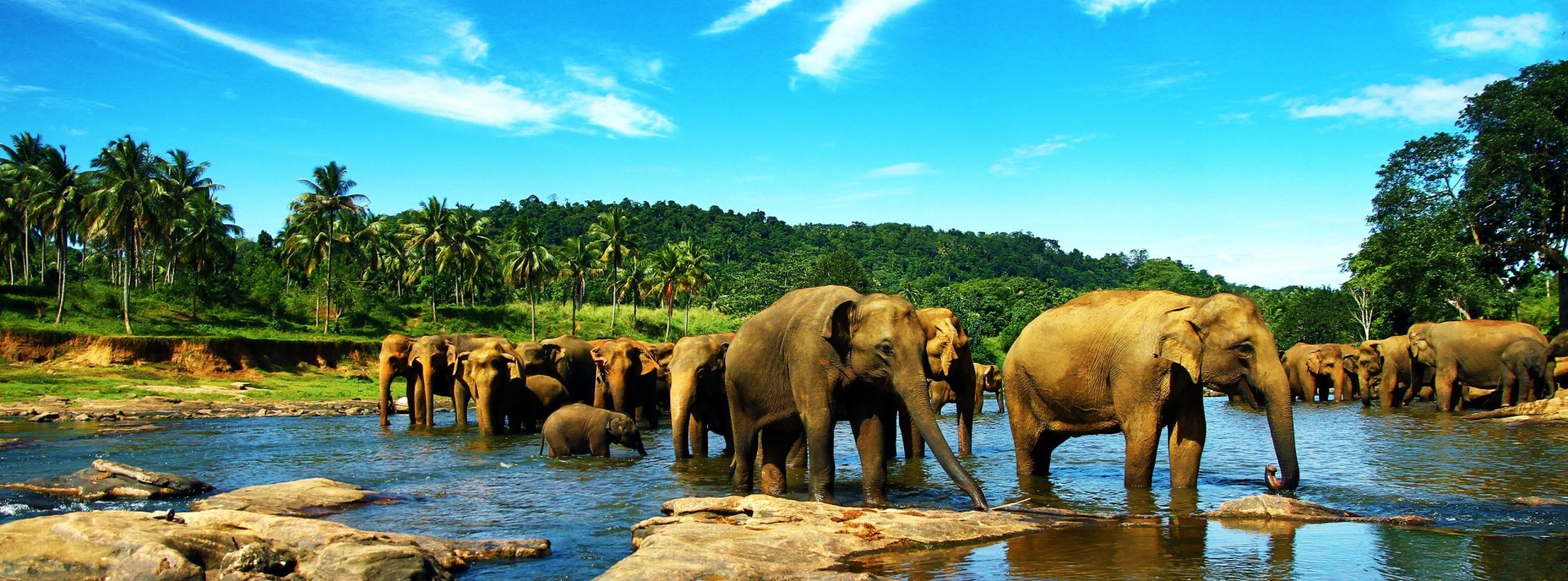 Download Excellent Really Animal Asian Elephant HD Wallpaper ...