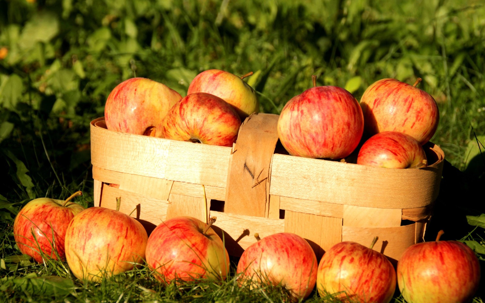 Fresh Harvest: Vibrant Apples Basket HD Wallpaper | 2560x1600 ...