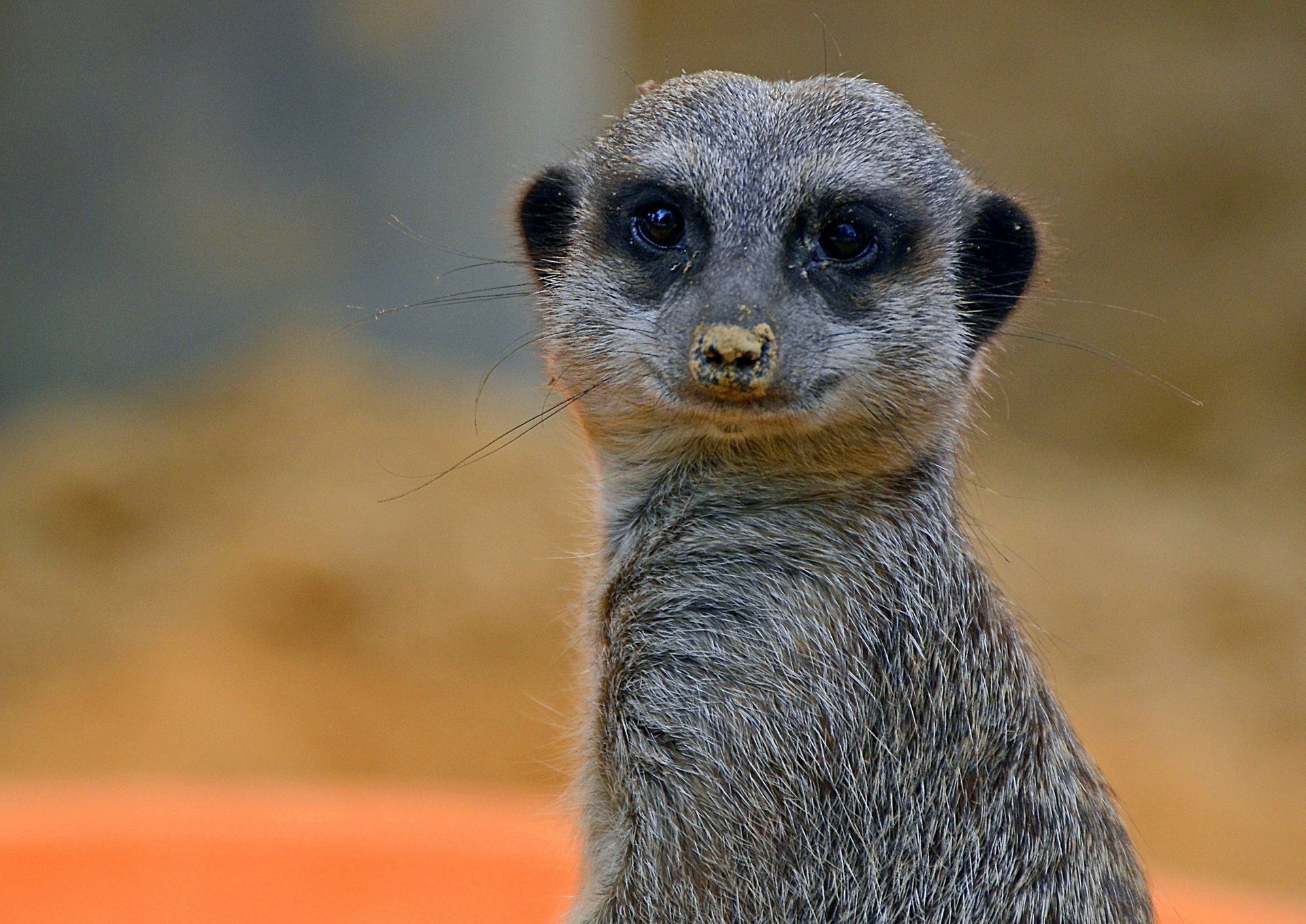 Download Animal Meerkat HD Wallpaper