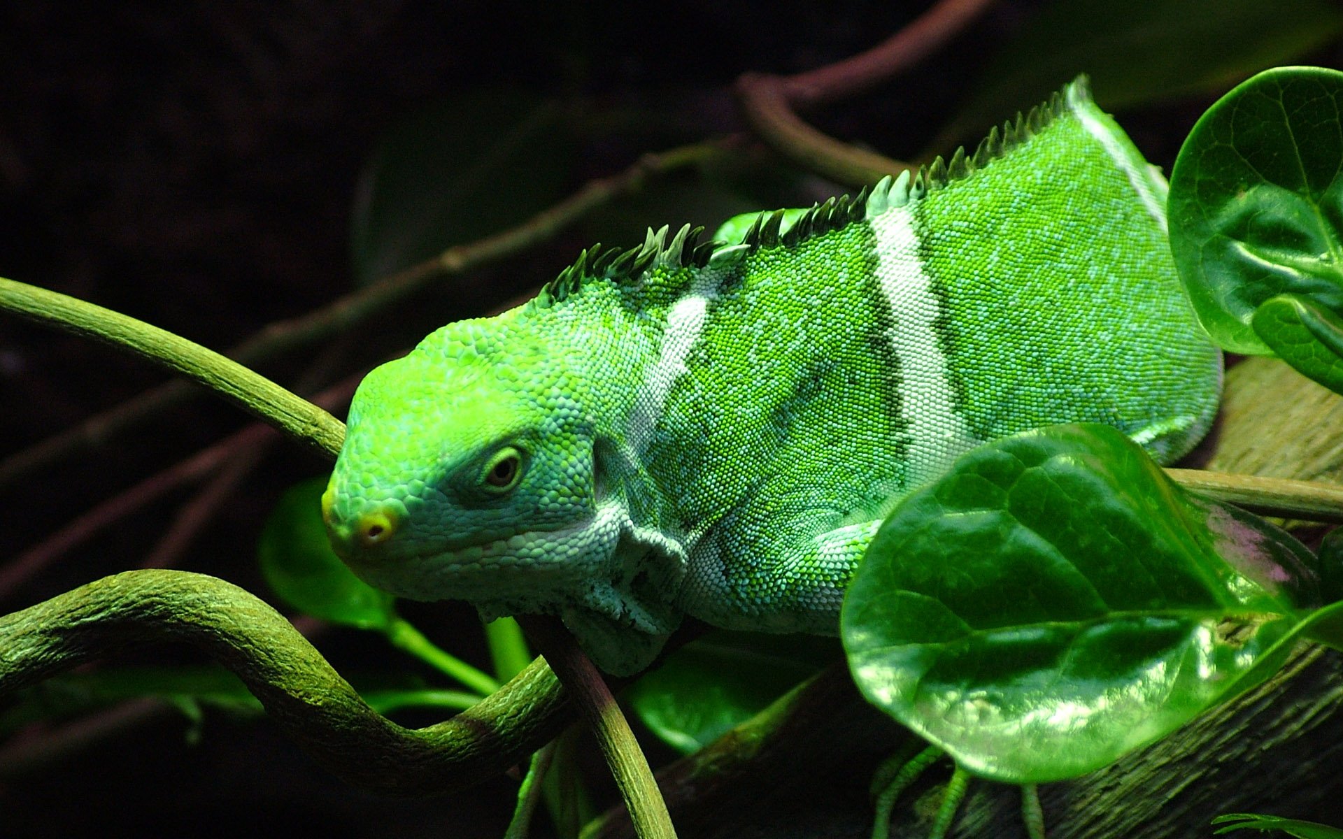 Vibrant Iguana HD Wallpaper – Nature’s Green Wonder