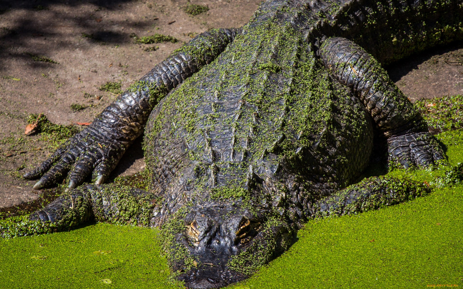 Download Animal Crocodile HD Wallpaper