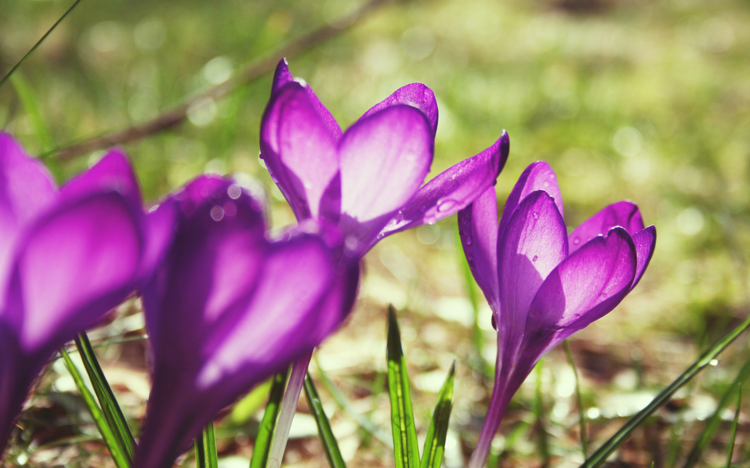 Download Flower Nature Crocus HD Wallpaper