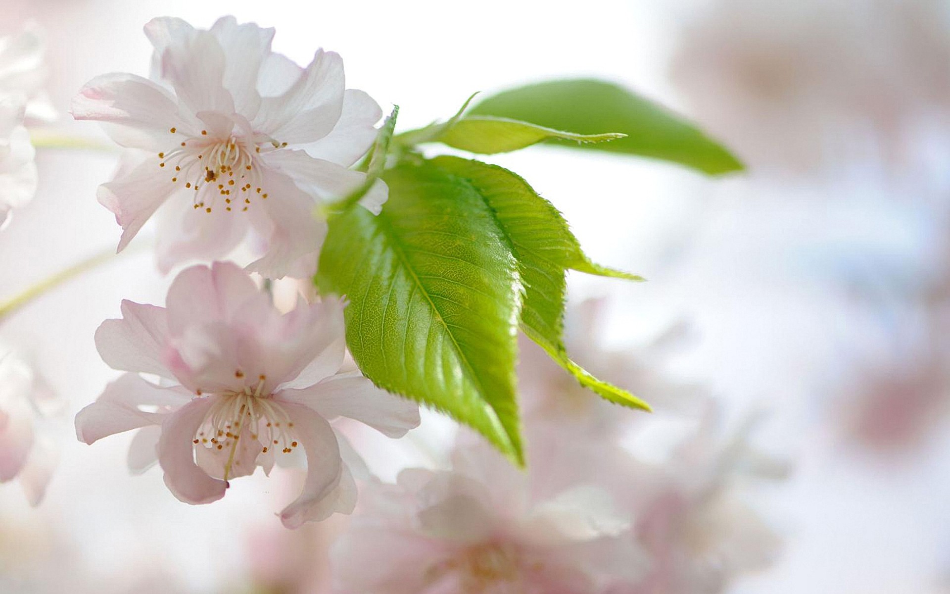 Nature Blossom HD Wallpaper