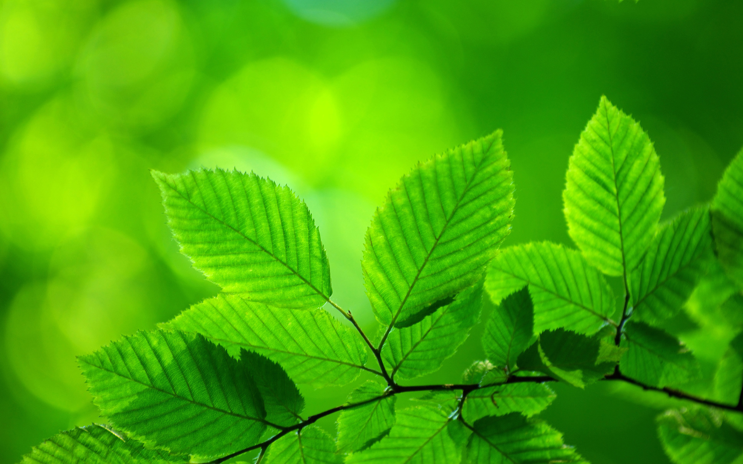 Download Nature Leaf HD Wallpaper