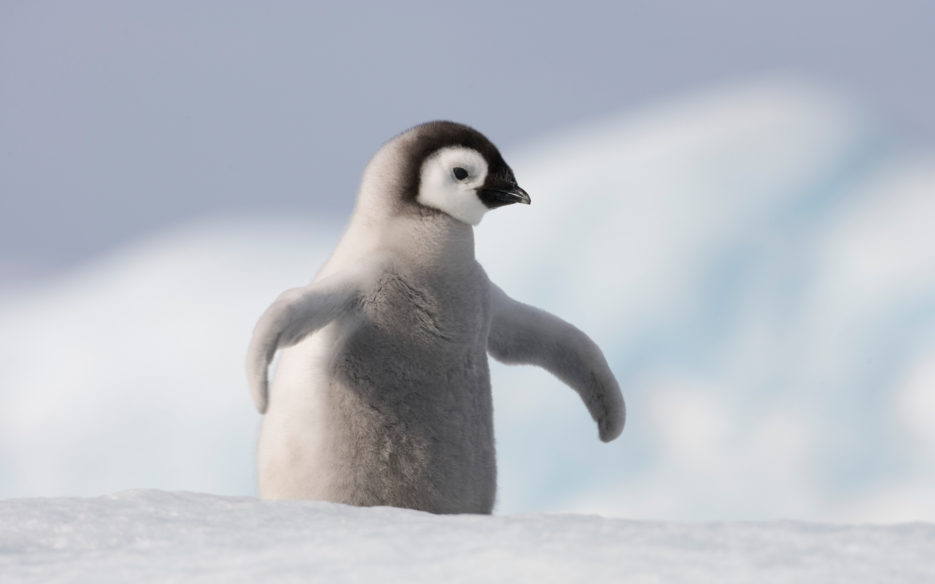 Charming Penguin Chick HD Wallpaper: Nature’s Adorable Bird Moment
