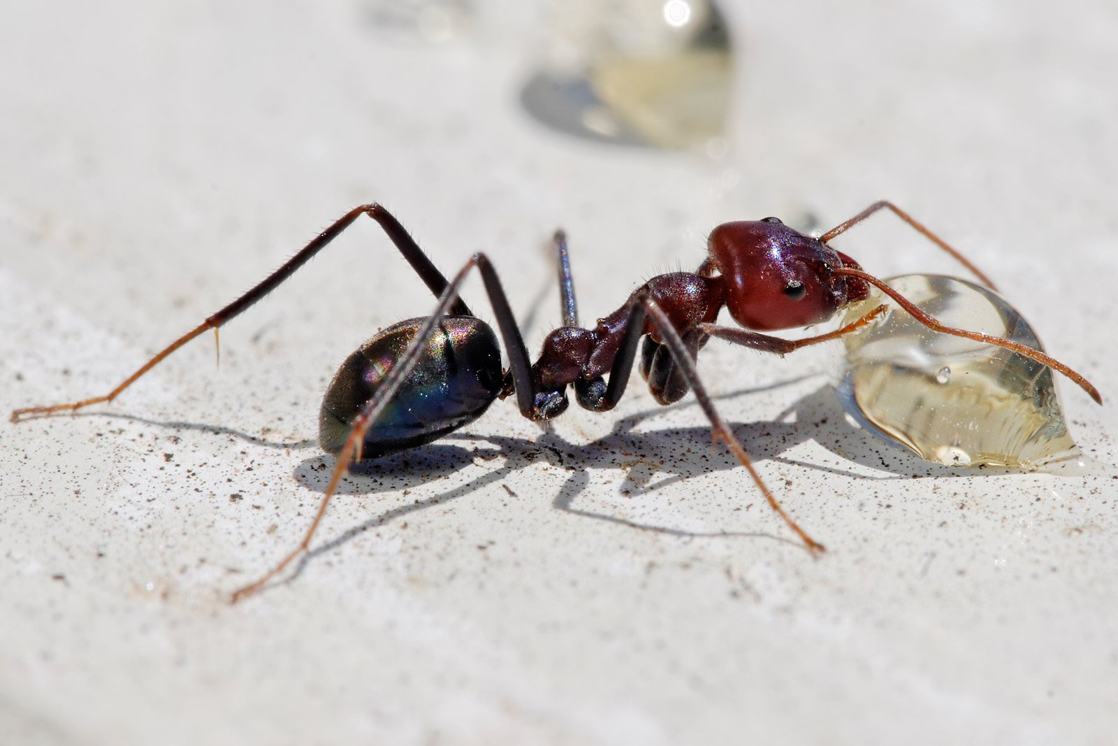 Download Animal Ant Wallpaper